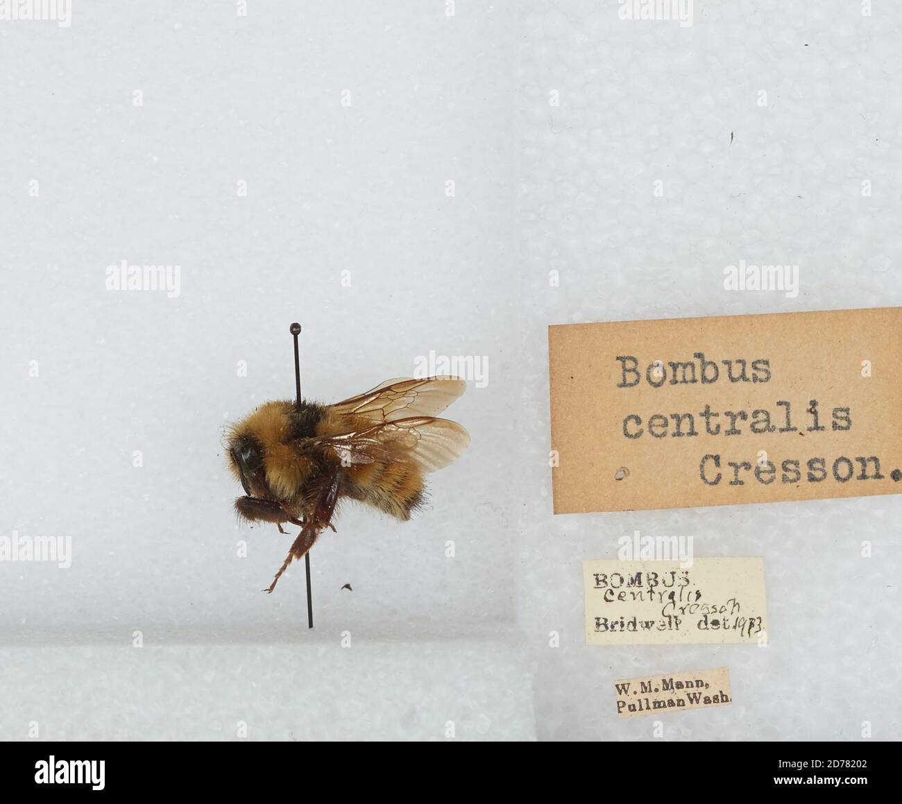 Pullman, Whitman, Washington, United States, Bombus (Pyrobombus ...