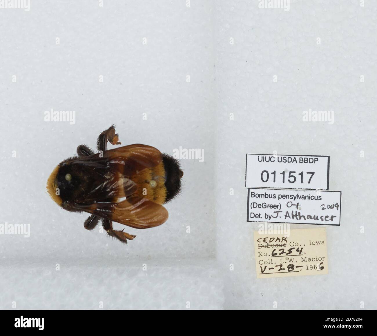 Cedar, Iowa, United States, Bombus (Fervidobombus) pensylvanicus ...