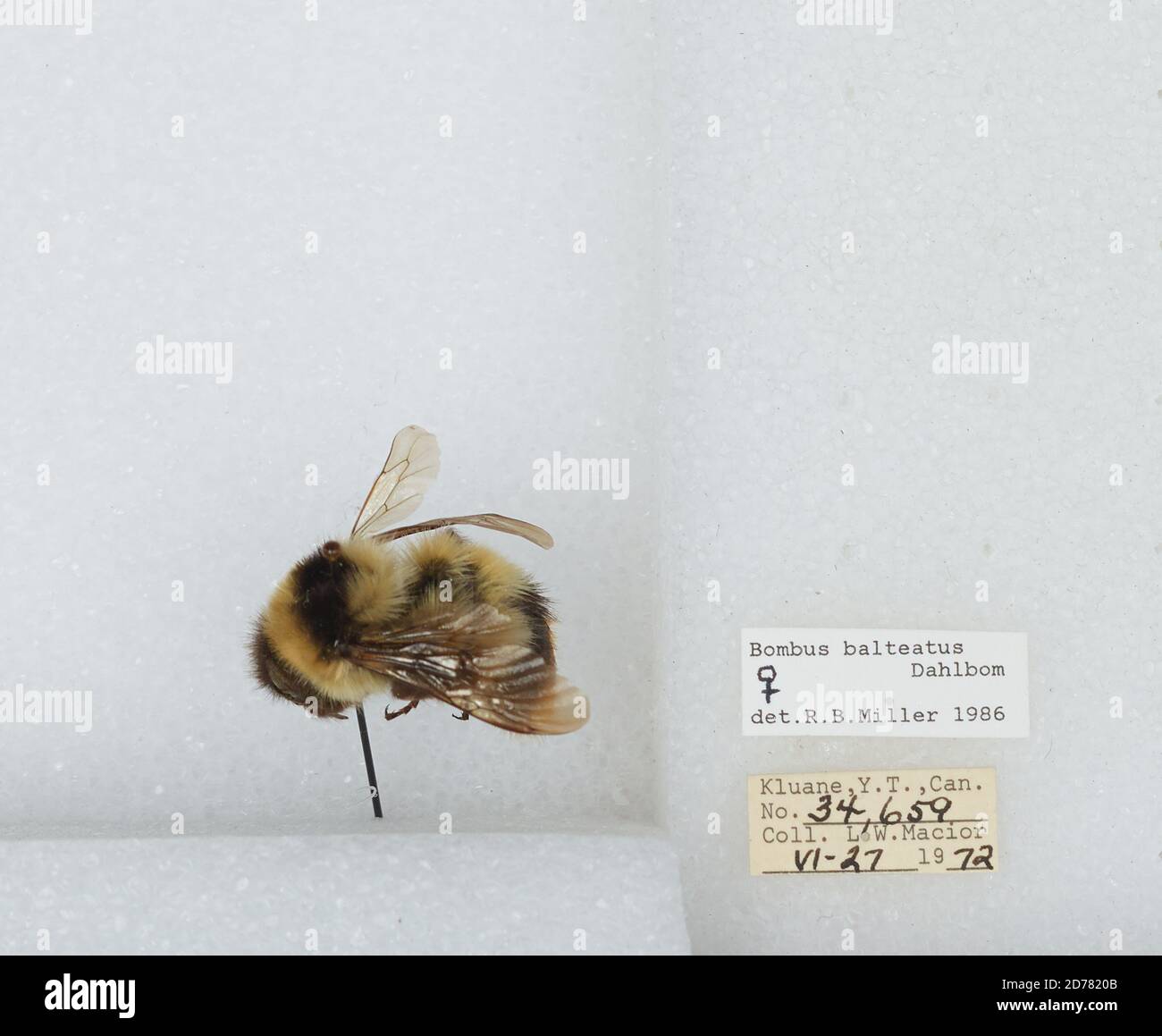 Kluane, Yukon Territory, Canada, Bombus (Alpinobombus) balteatus ...