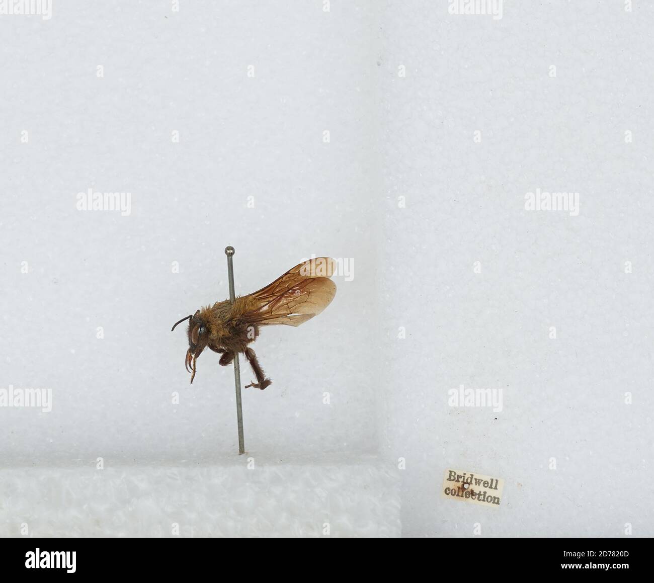 Bombus (Separatobombus) morrisoni Cresson, 1878, Animalia, Arthropoda ...