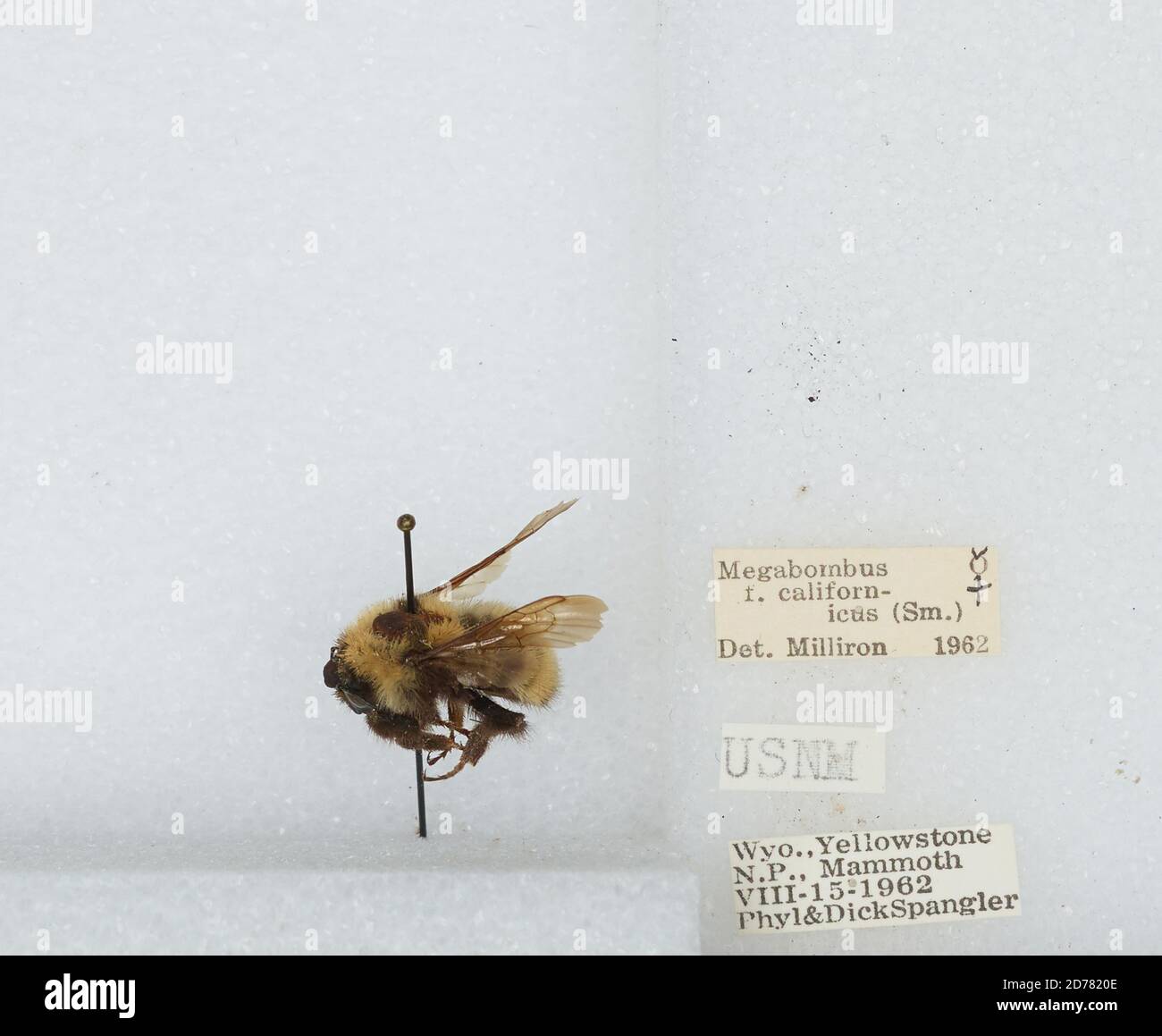 Yellowstone National Park, Mammoth, Park, Wyoming, United States ...