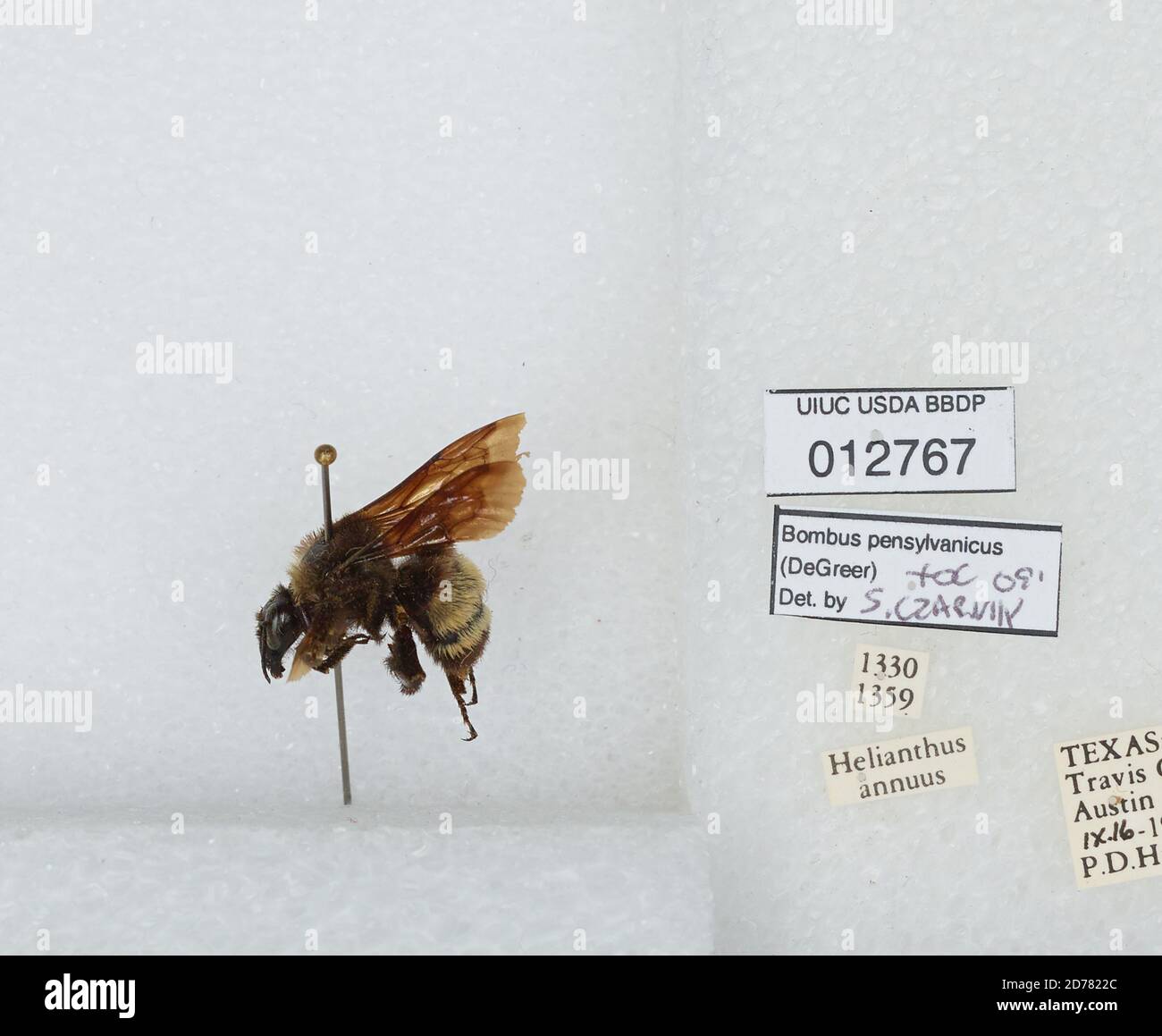 Austin, Travis, Texas, United States, Bombus (Fervidobombus ...