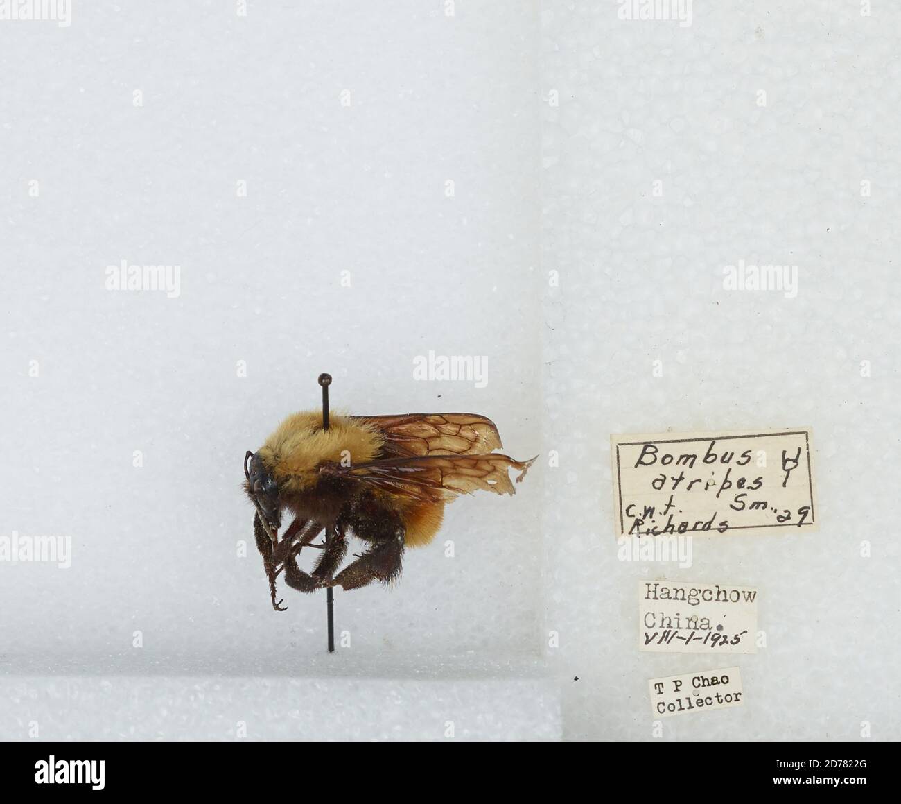 Bombus tricornibombus atripes smith hi-res stock photography and images ...