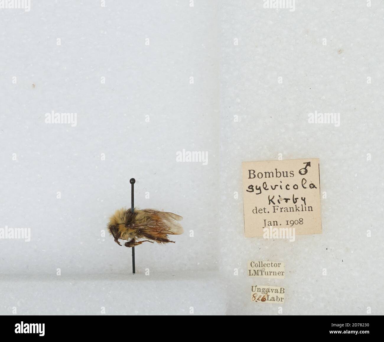 Ungava Bay, Newfoundland and Labrador, Canada, Bombus (Pyrobombus ...