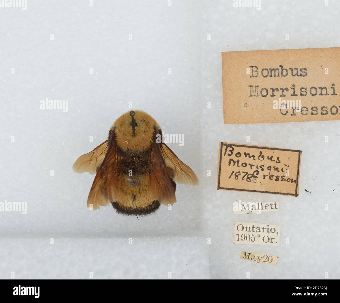 Ontario, Malheur, Oregon, United States, Bombus (Separatobombus ...