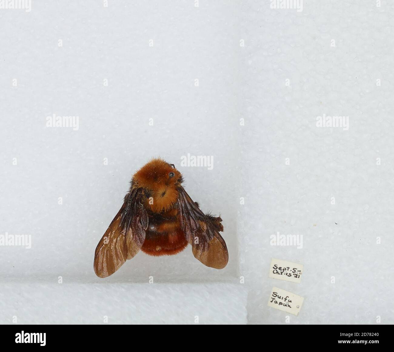 Suifu, Ibaraki, Japan, Bombus (Tricornibombus) atripes Smith, Animalia ...