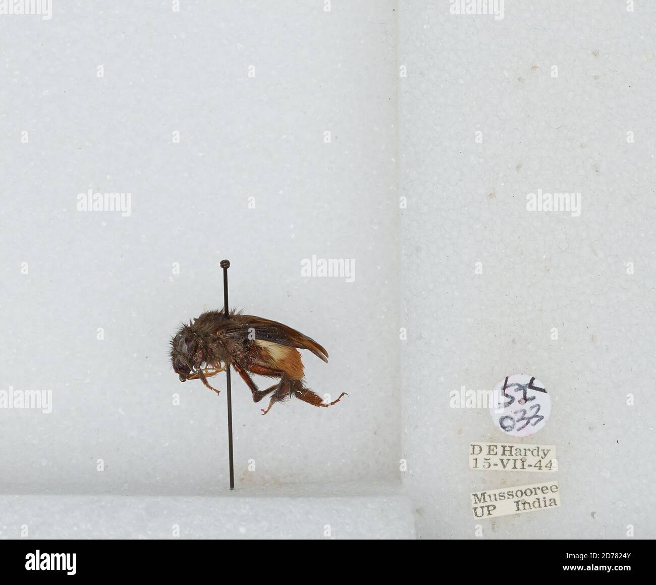 Mussoorie, Dehradun, Uttarakhand, India, Bombus (Diversobombus ...