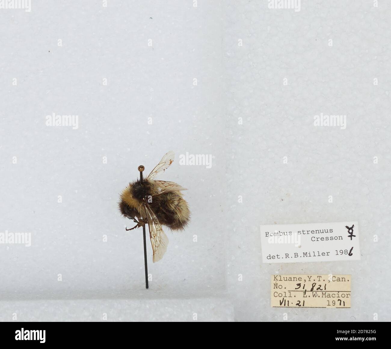 Kluane, Yukon Territory, Canada, Bombus (Alpinobombus) neoboreus Sladen ...