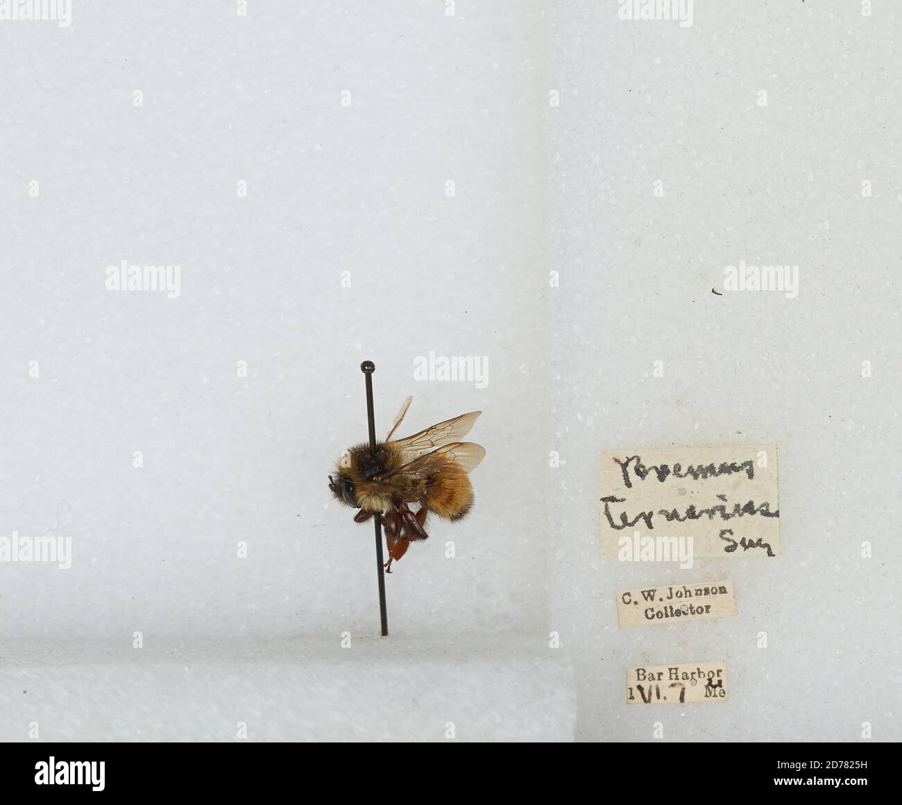 Bar Harbor, Hancock, Maine, United States, Bombus (Pyrobombus ...