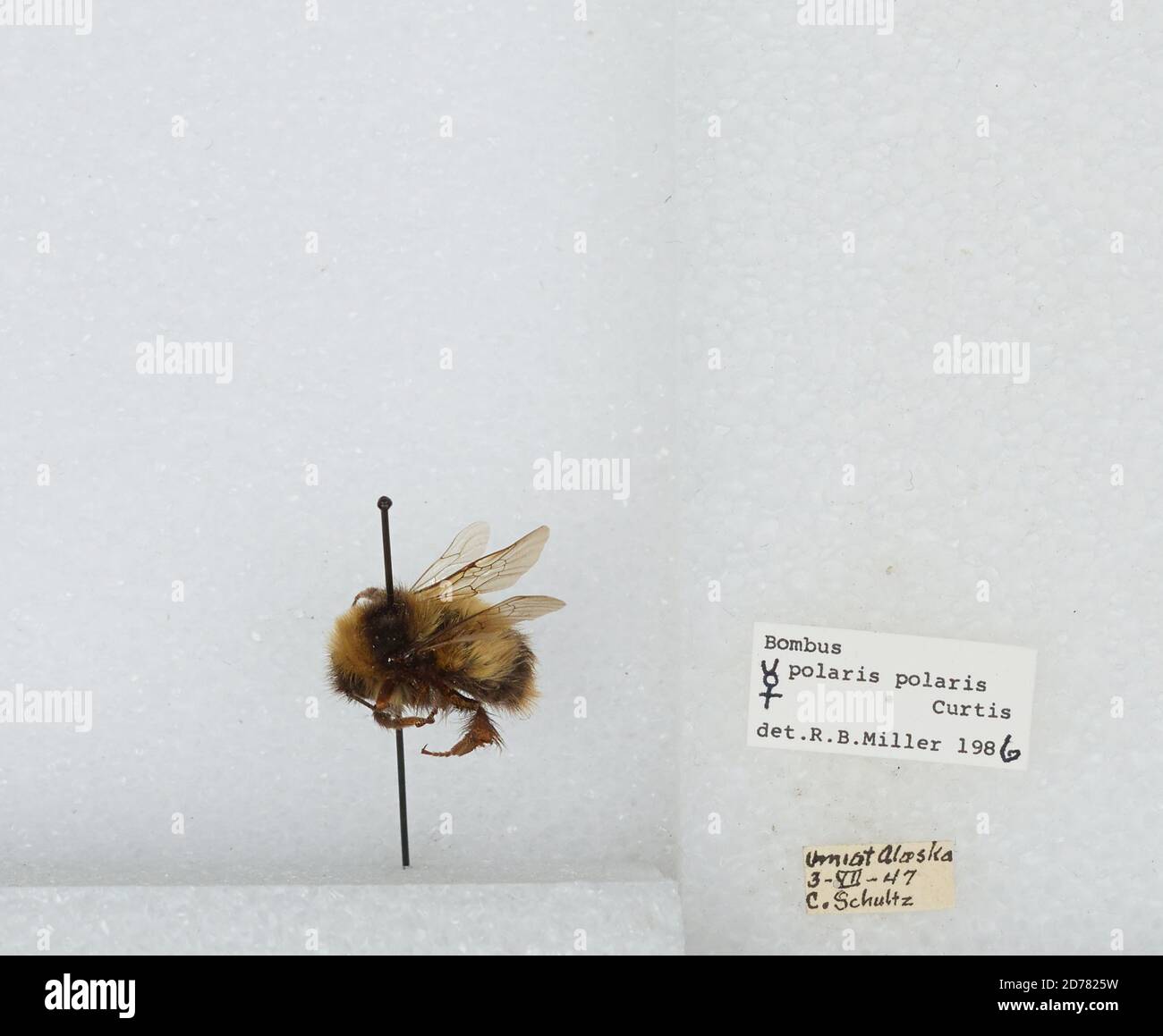 Umiat, North Slope, Alaska, United States, Bombus (Alpinobombus ...