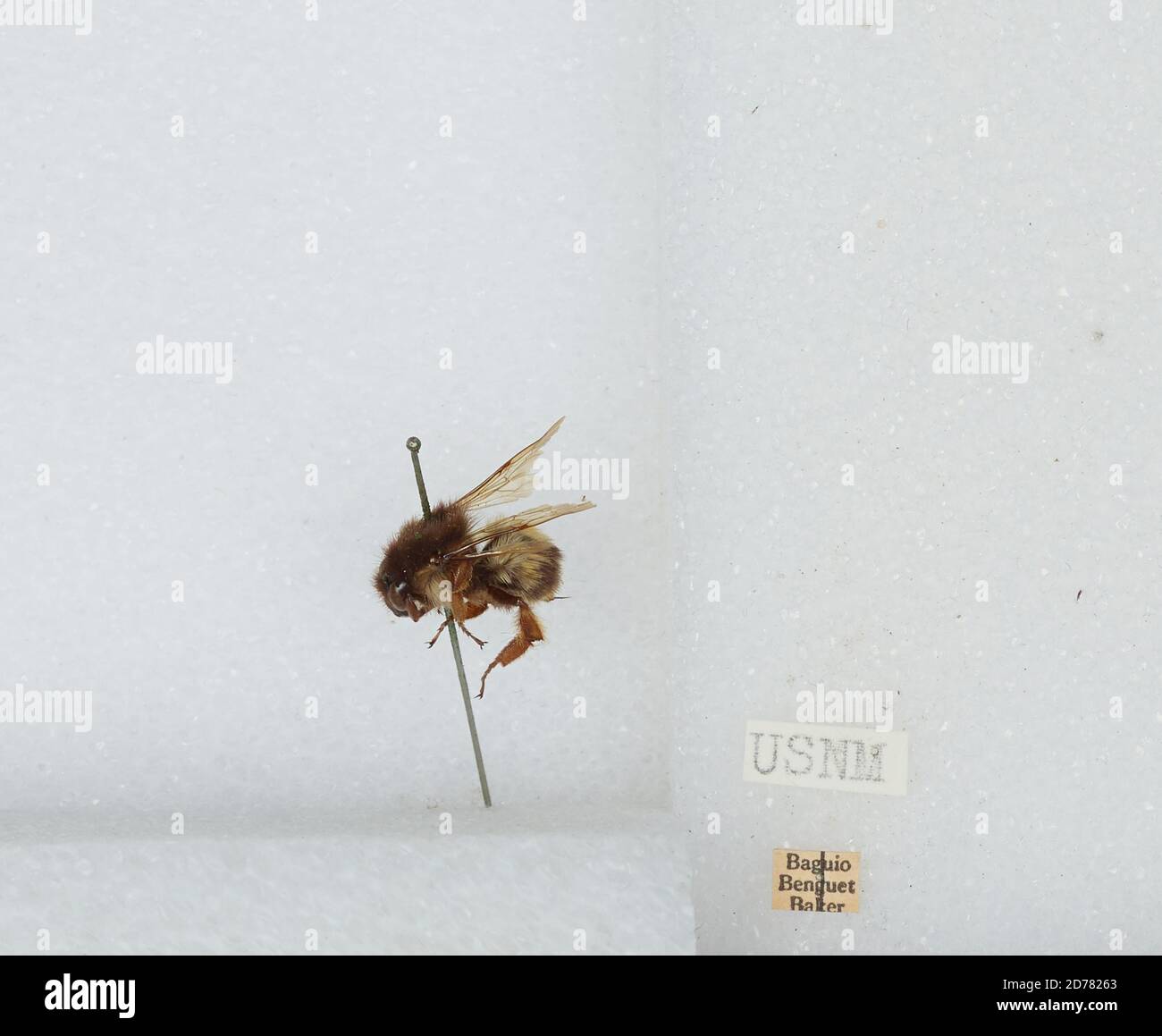 Baguio, Benguet, Philippines, Bombus (Pyrobombus) flavescens Smith ...