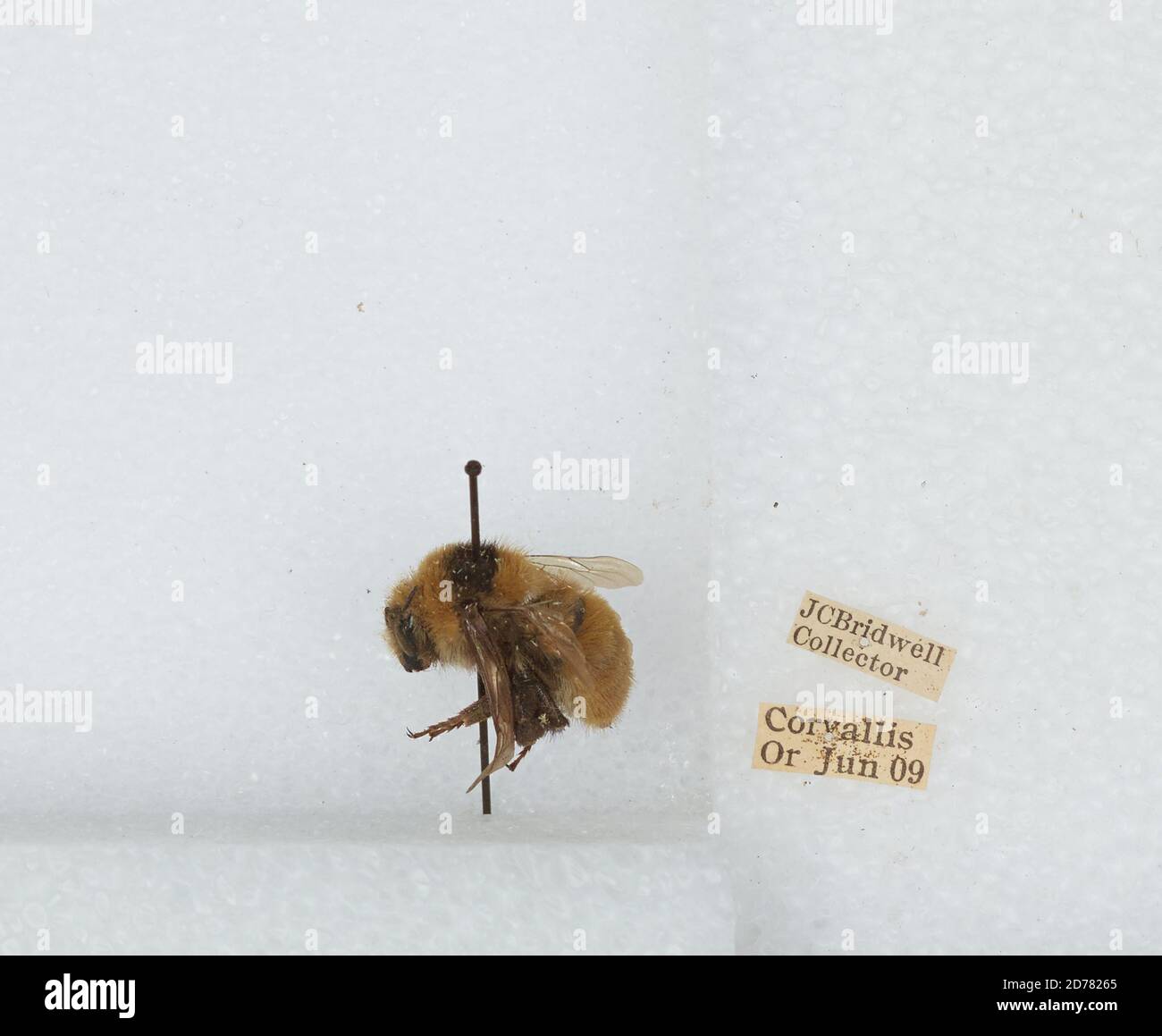 Corvallis, Benton, Oregon, United States, Bombus (Subterraneobombus ...