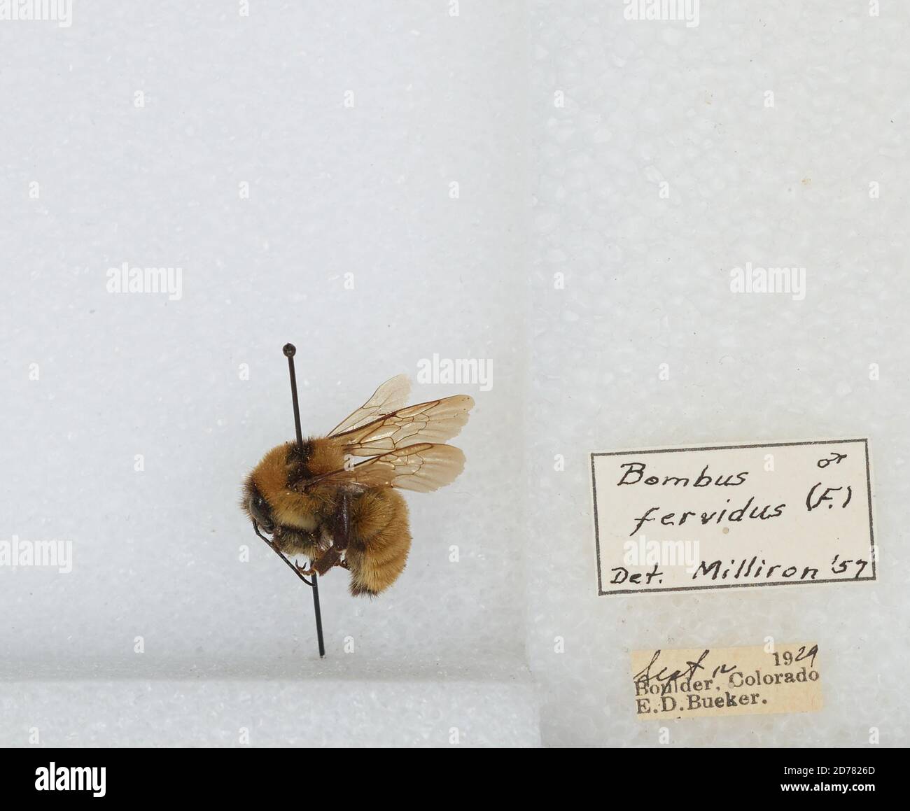 Boulder, Colorado, United States, Bombus (Fervidobombus) fervidus ...