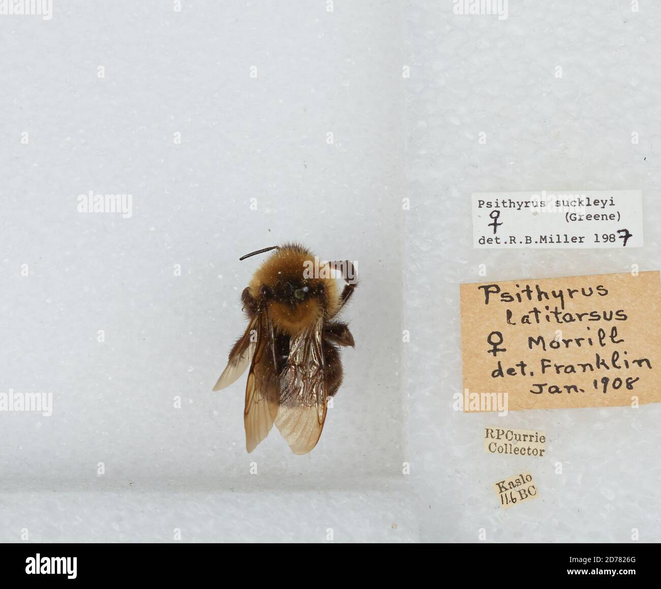 Kaslo, British Columbia, Canada, Bombus (Psithyrus) suckleyi Greene ...