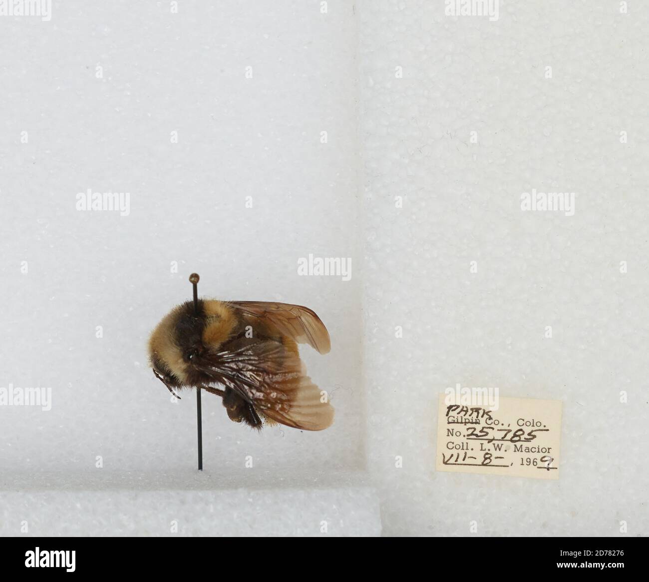 Park, Colorado, United States, Bombus (Subterraneobombus) appositus ...