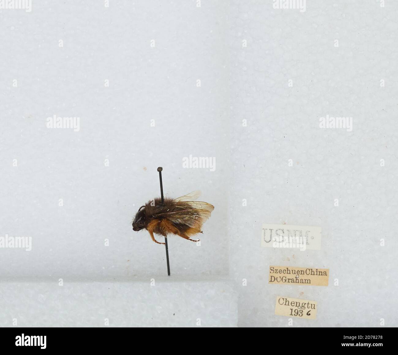 Chengdu, Chengdu Shi, Sichuan, China, Bombus (Pyrobombus) flavescens ...