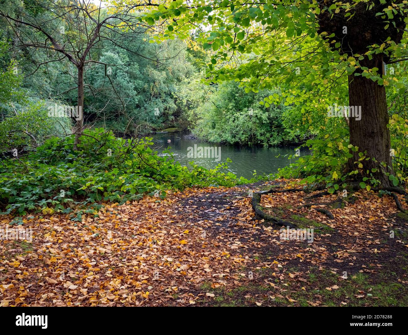 Rush Pond, Chislehurst Common surrounded by autumn leaves Stock Photo ...