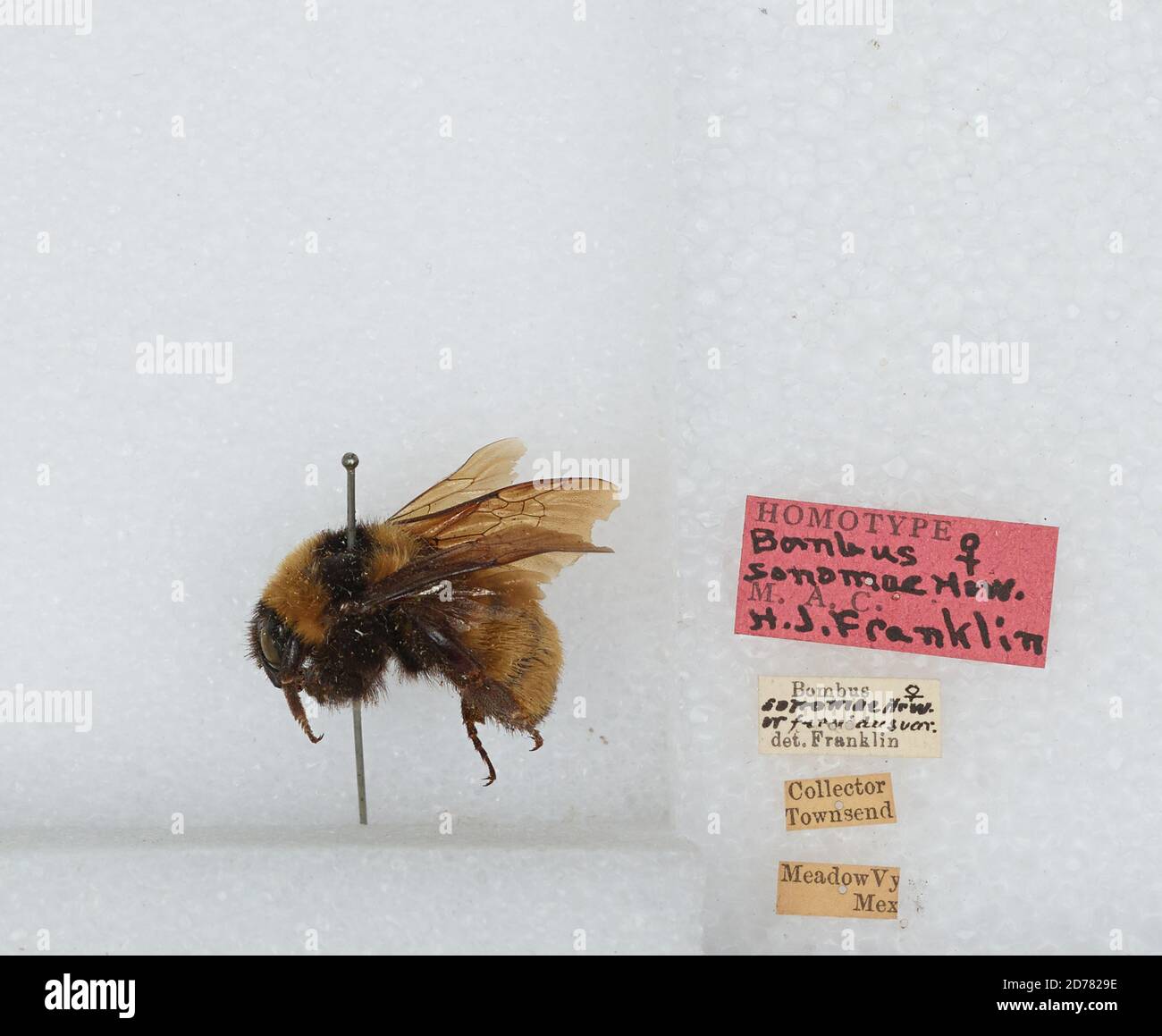 Meadow Valley, Mexico, Bombus (Fervidobombus) fervidus fervidus ...