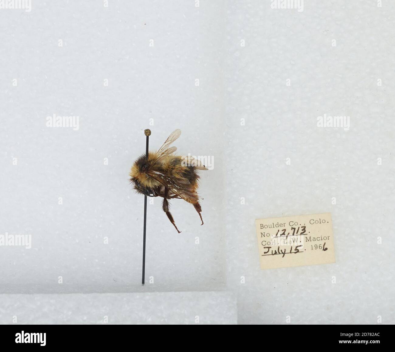 Boulder, Colorado, United States, Bombus (Alpinobombus) balteatus ...