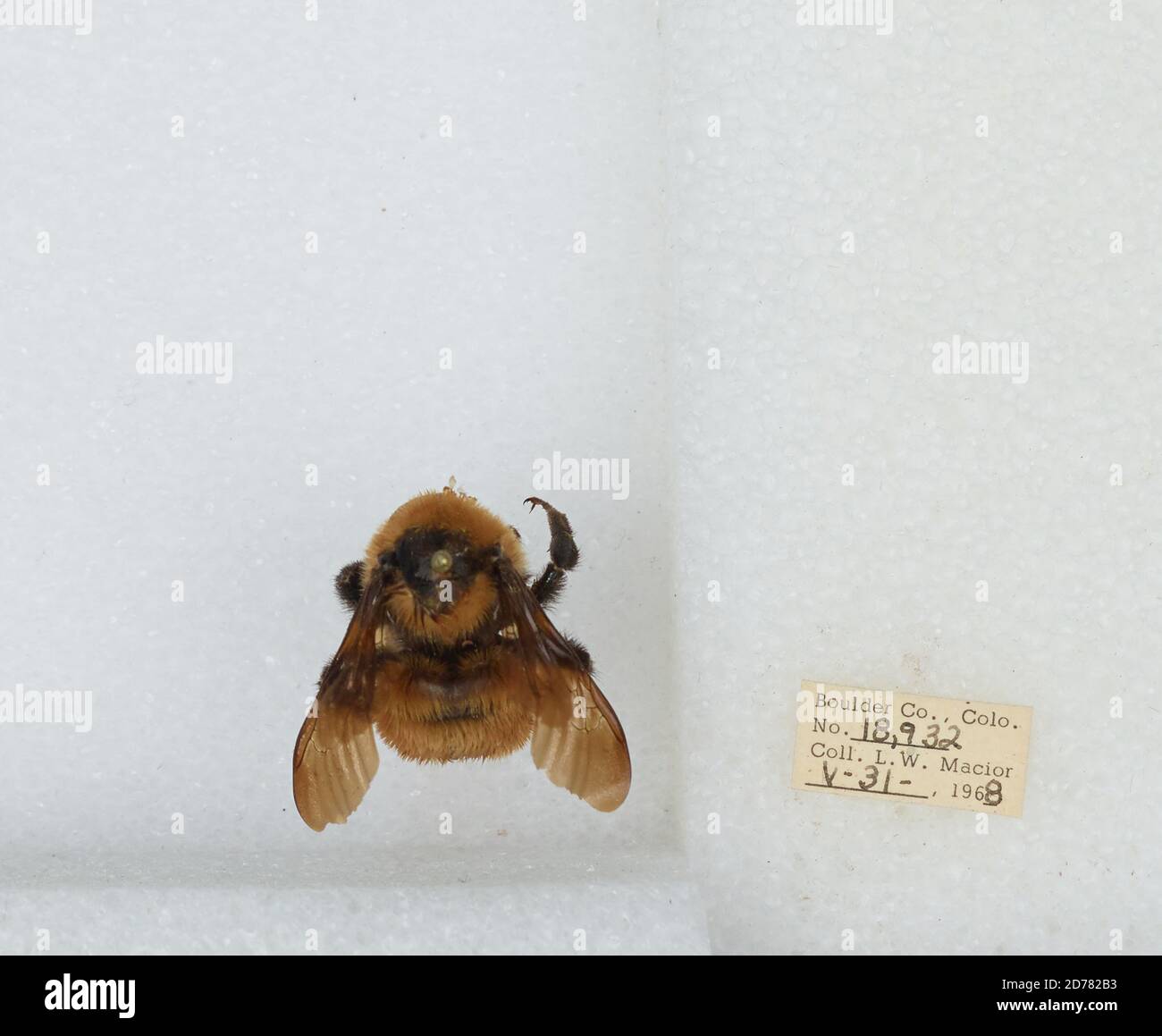 Boulder, Colorado, United States, Bombus (Fervidobombus) fervidus ...