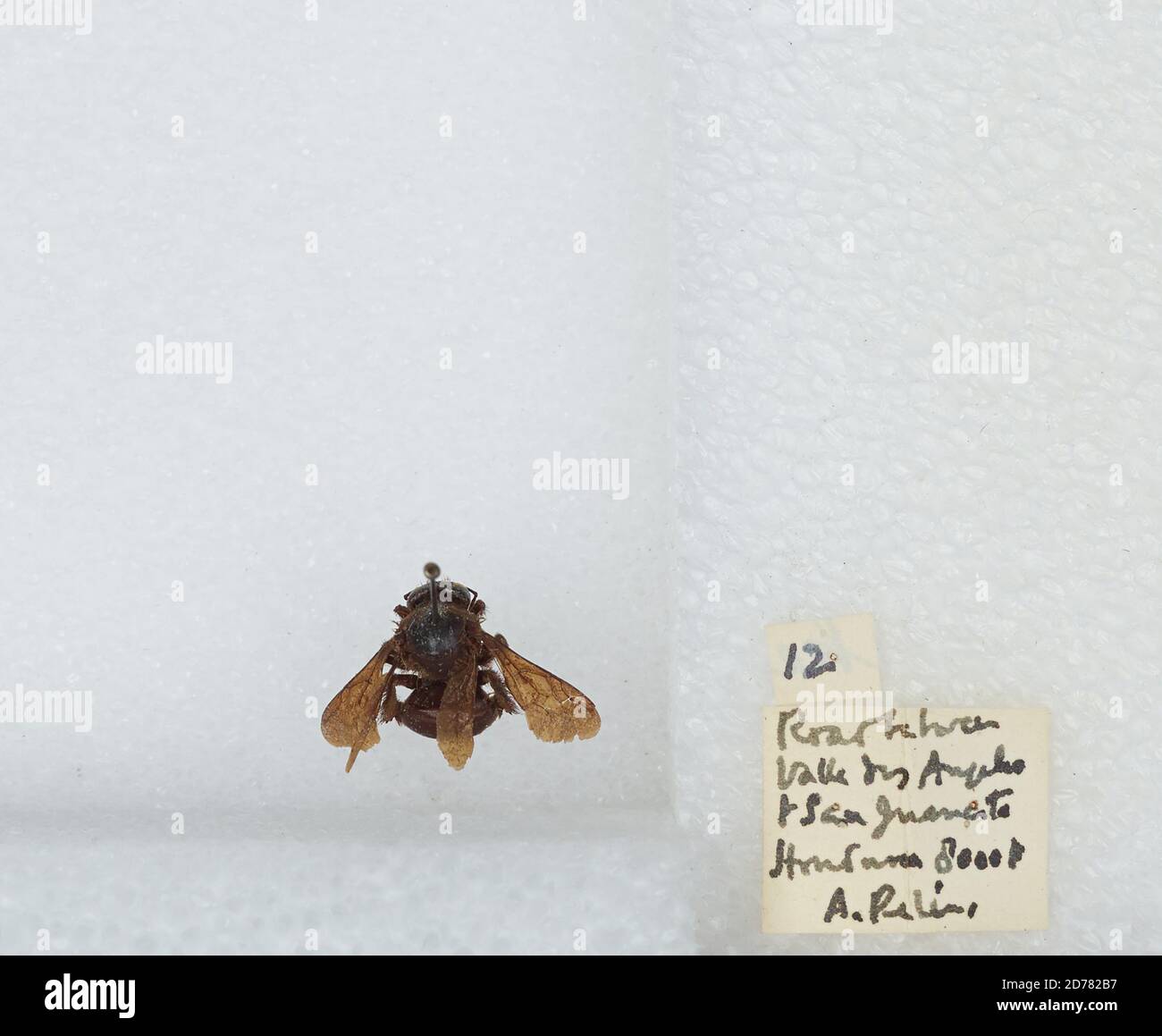 road between Valle de Angeles and San Juancito, Francisco Morazán ...