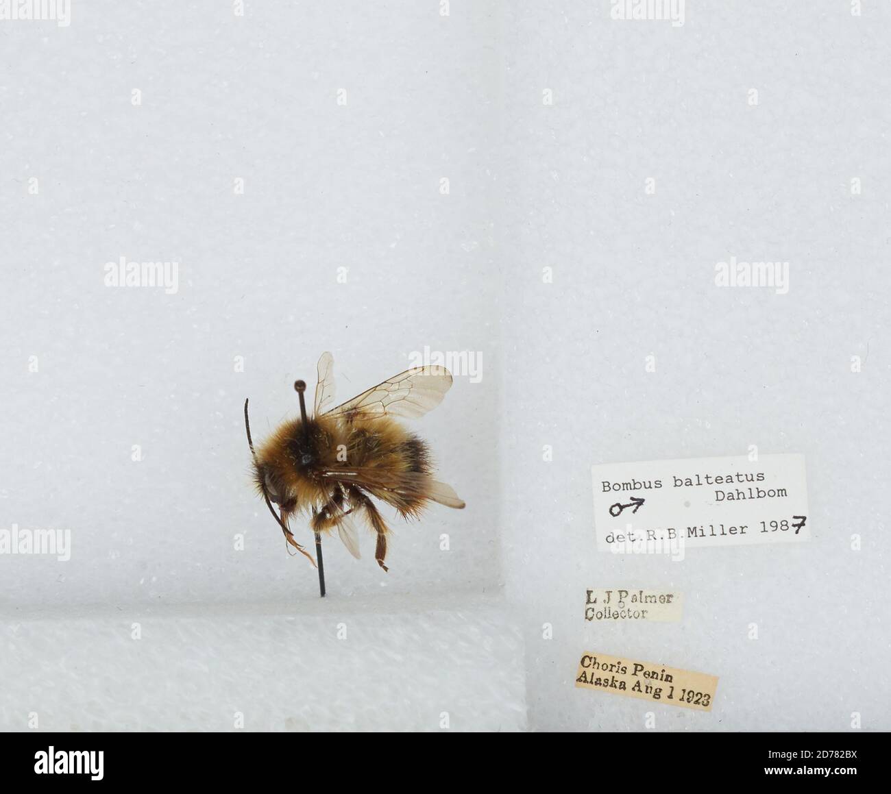 Choris Peninsula, Northwest Arctic, Alaska, United States, Bombus ...