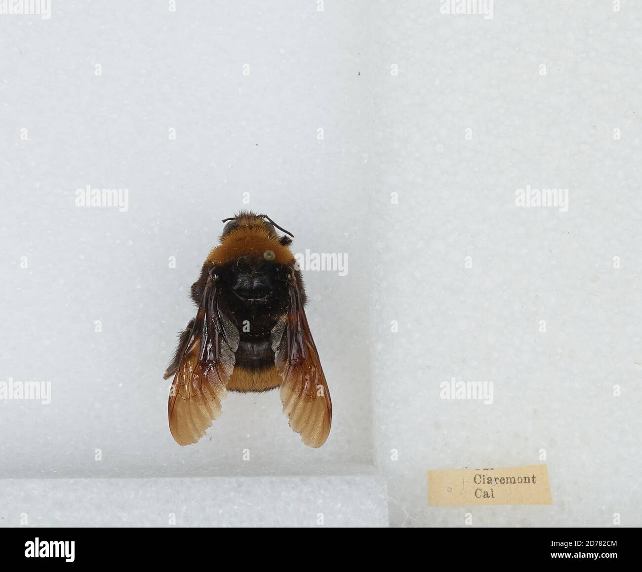 Crotchiibombus hi-res stock photography and images - Alamy