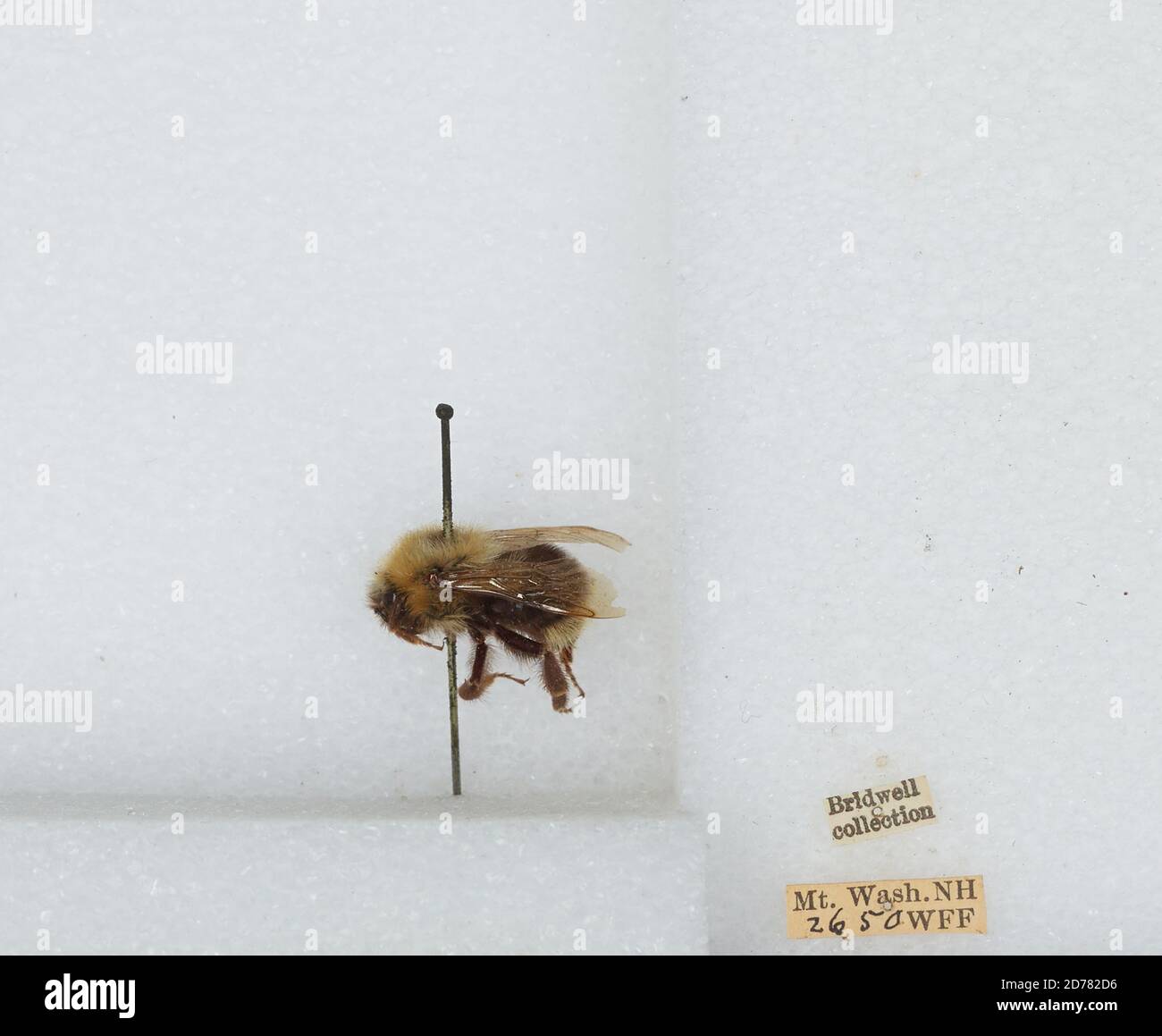 Mount Washington, Coos, New Hampshire, United States, Bombus ...