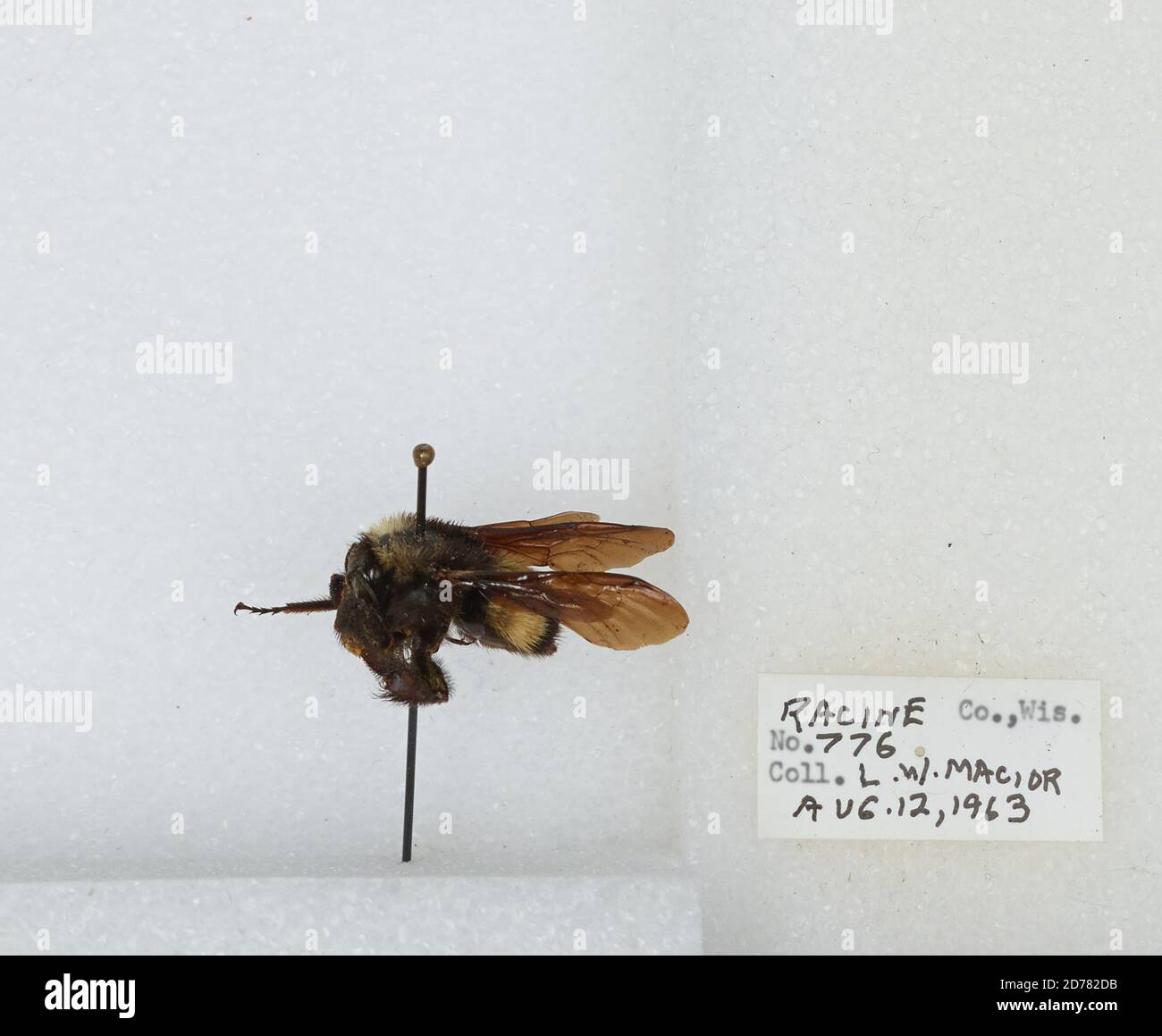 Racine, Wisconsin, United States, Bombus (Fervidobombus) pensylvanicus ...