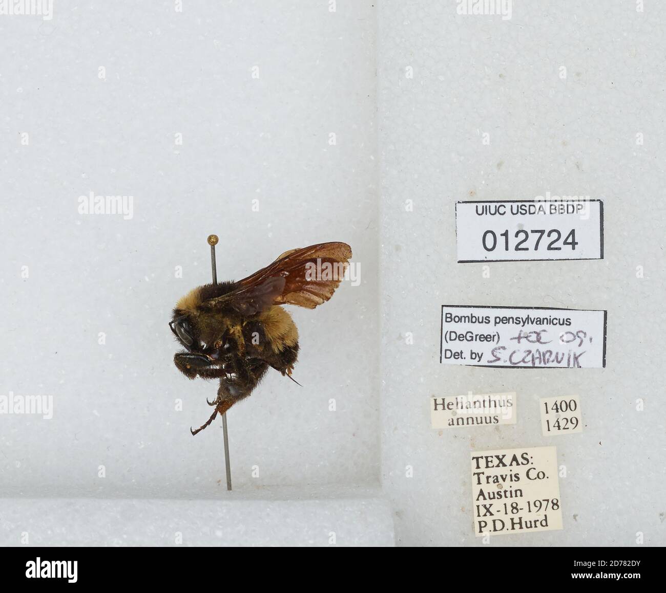 Austin, Travis, Texas, United States, Bombus (Fervidobombus ...