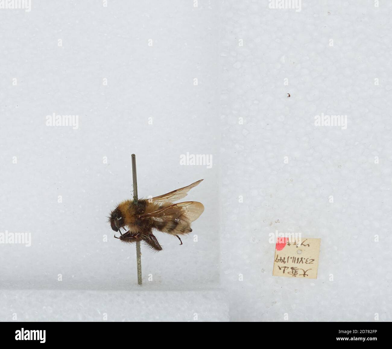 Daisetsuzan, Japan, Bombus (Diversobombus) diversus Smith, Animalia ...