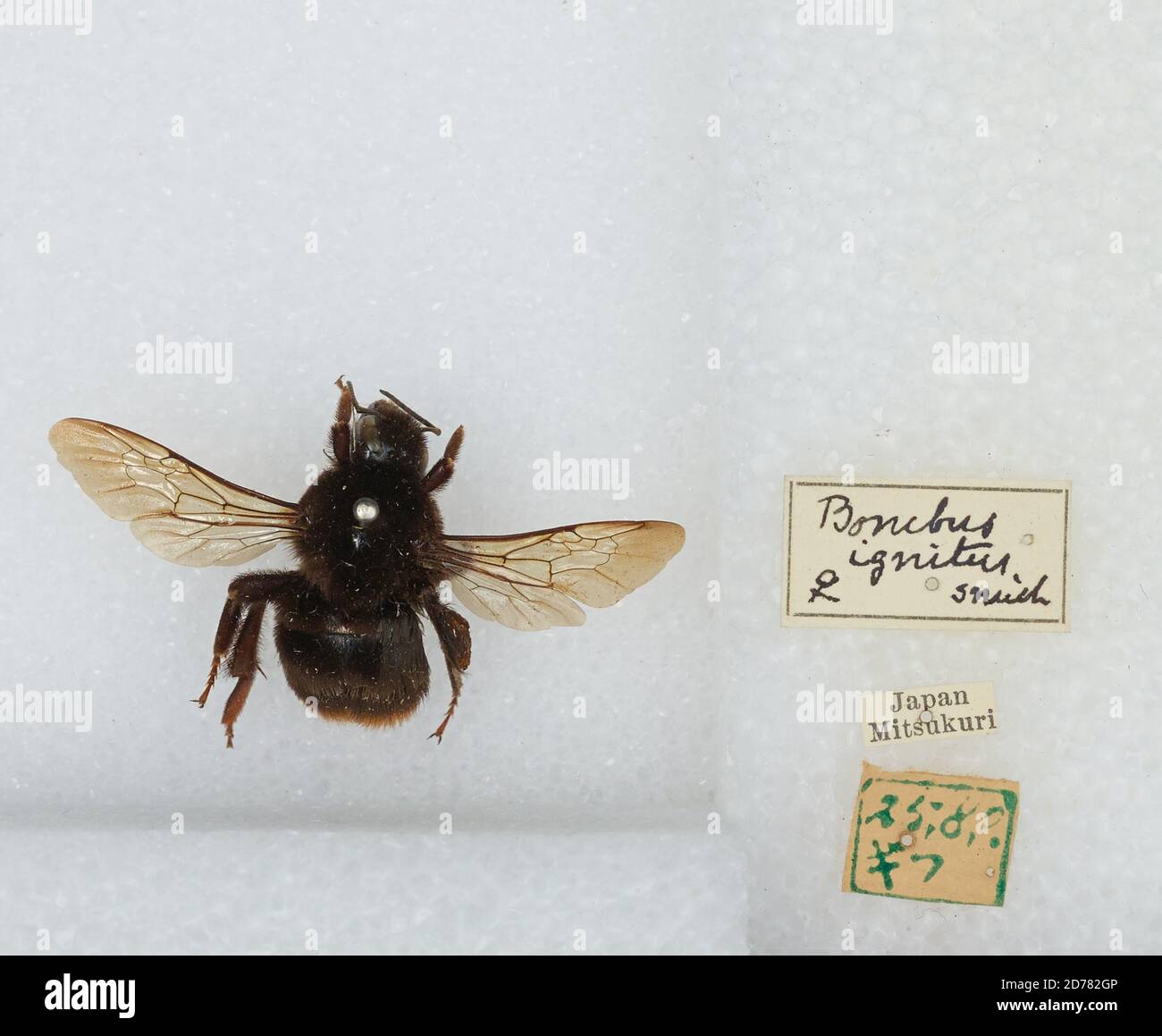 Mitsukuri, Nagano, Japan, Bombus (Bombus) ignitus Smith, Animalia ...