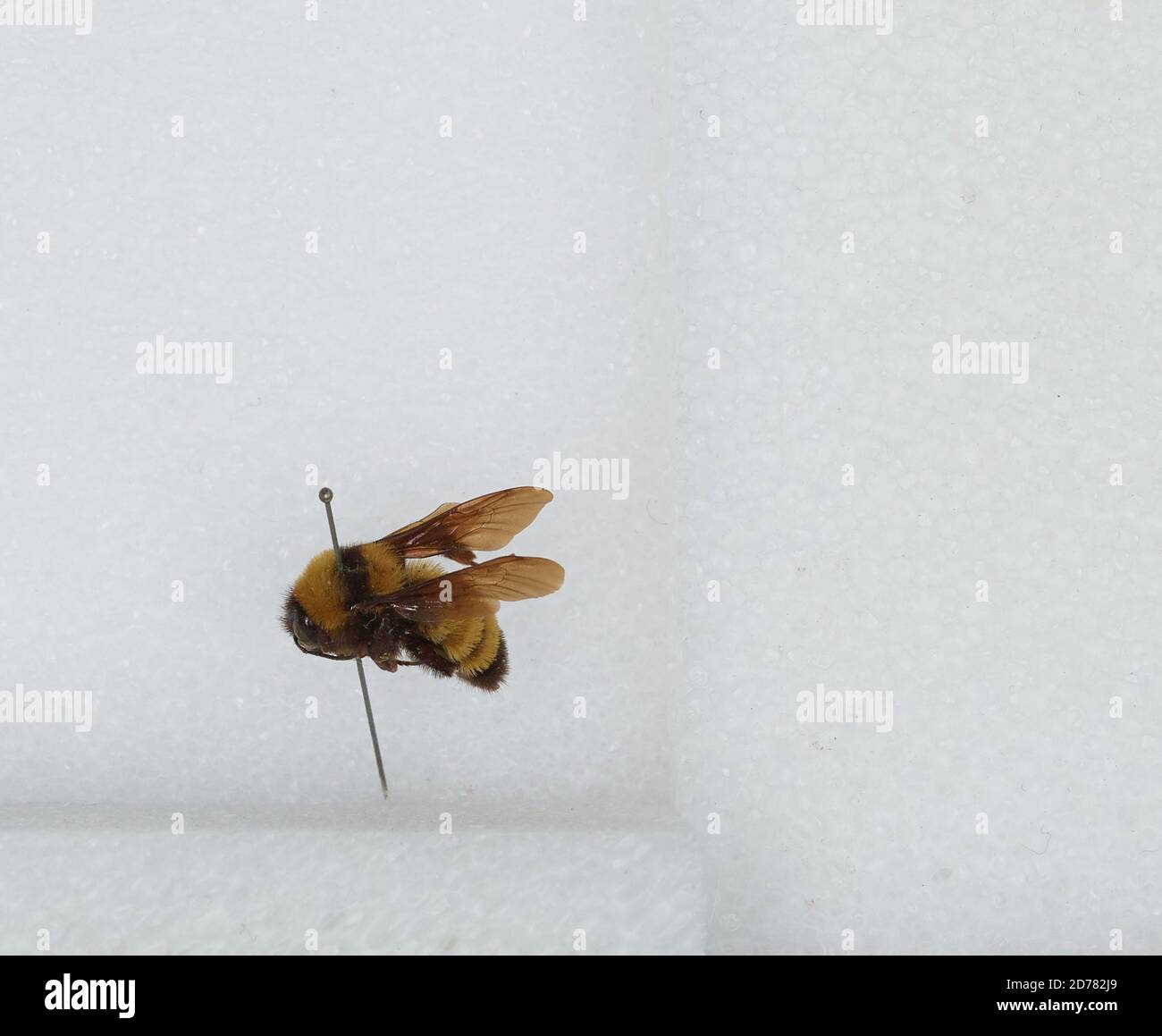 Bombus (Fervidobombus) fervidus fervidus (Fabricius), Animalia ...