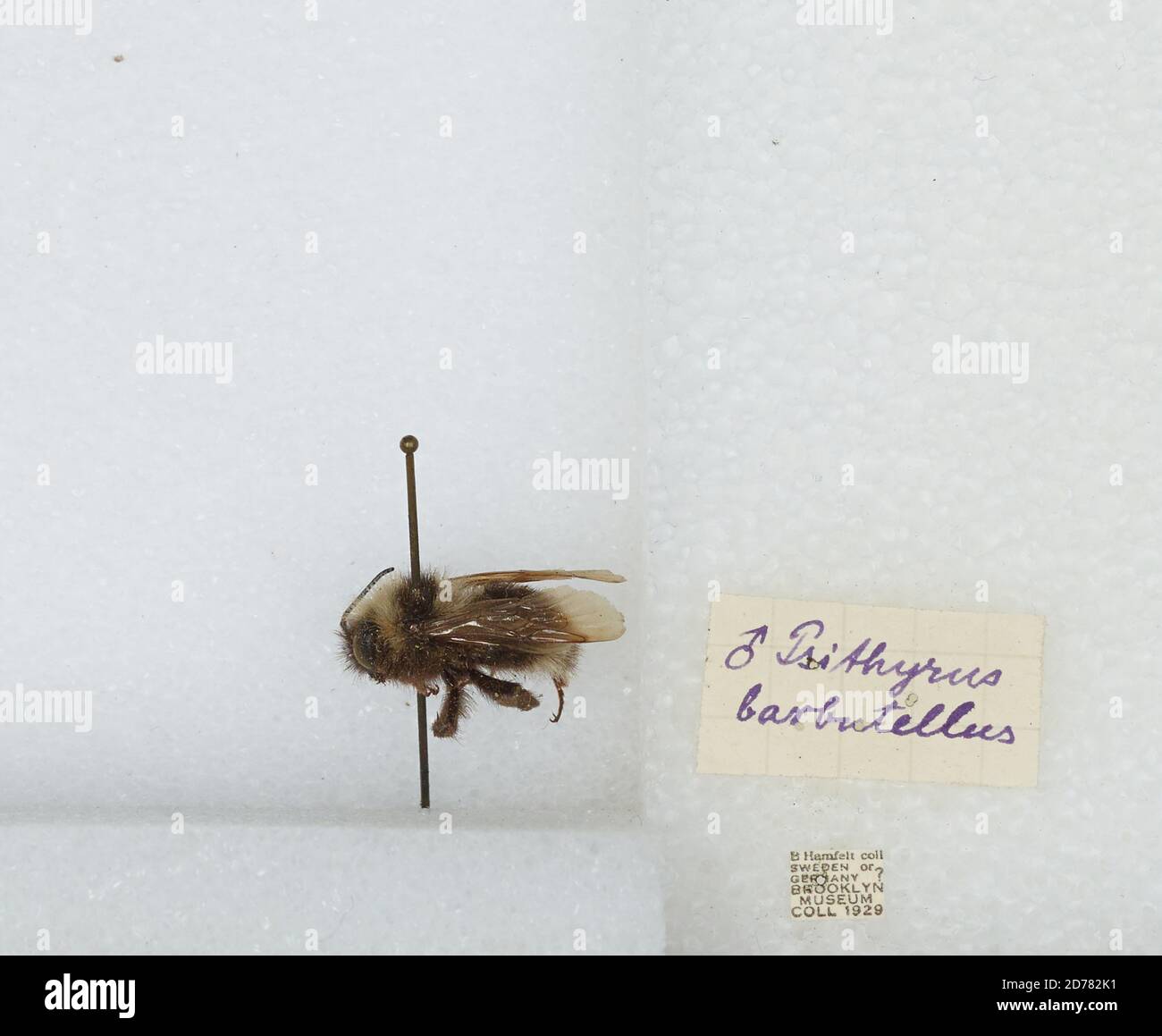 Psithyrus barbutellus hi-res stock photography and images - Alamy