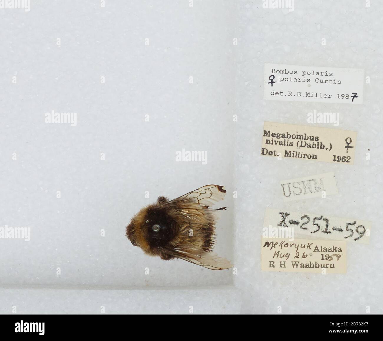 Mekoryuk, Bethel, Alaska, United States, Bombus (Alpinobombus) polaris ...