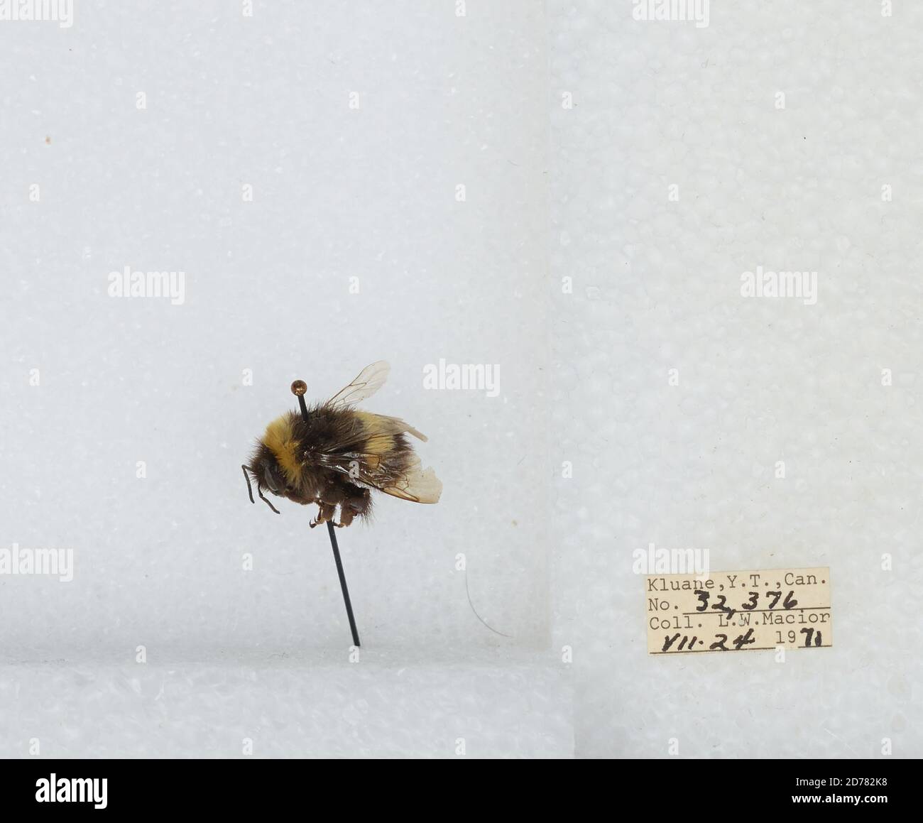 Kluane, Yukon Territory, Canada, Bombus (Bombus) lucorum (Linnaeus ...