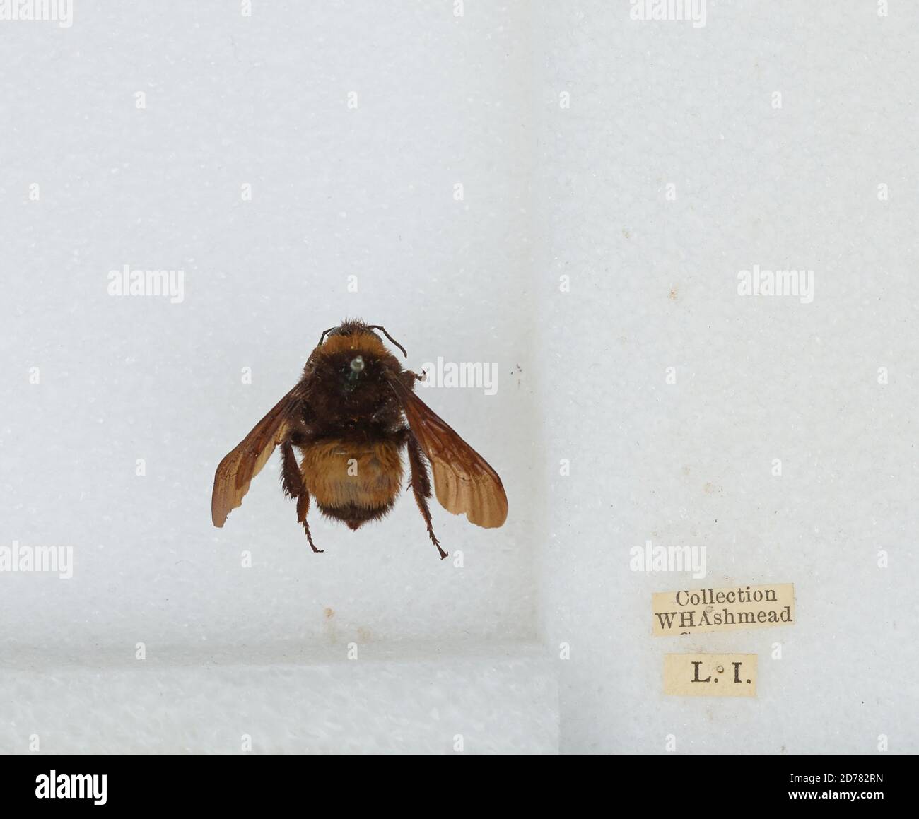 Long Island, New York, United States, Bombus (Fervidobombus ...