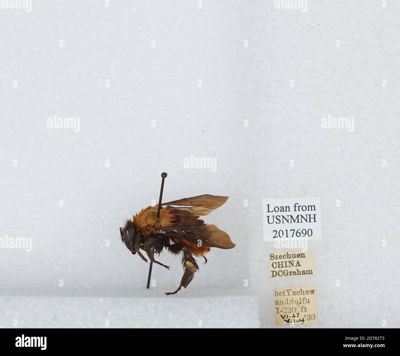 Between Yachow and Suifu, Sichuan, China, Bombus (Tricornibombus ...