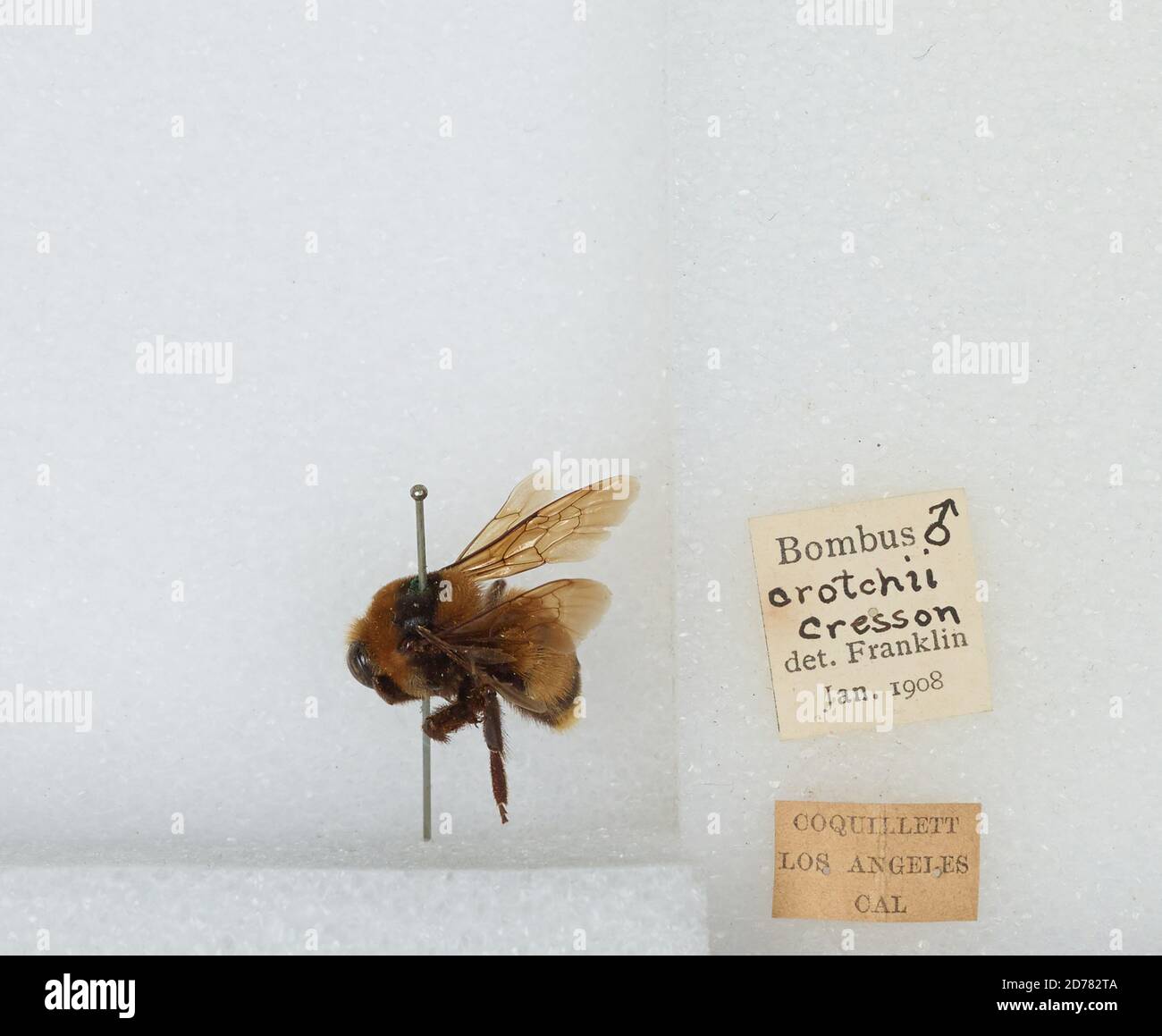 Los Angeles, California, United States, Bombus (Crotchiibombus ...