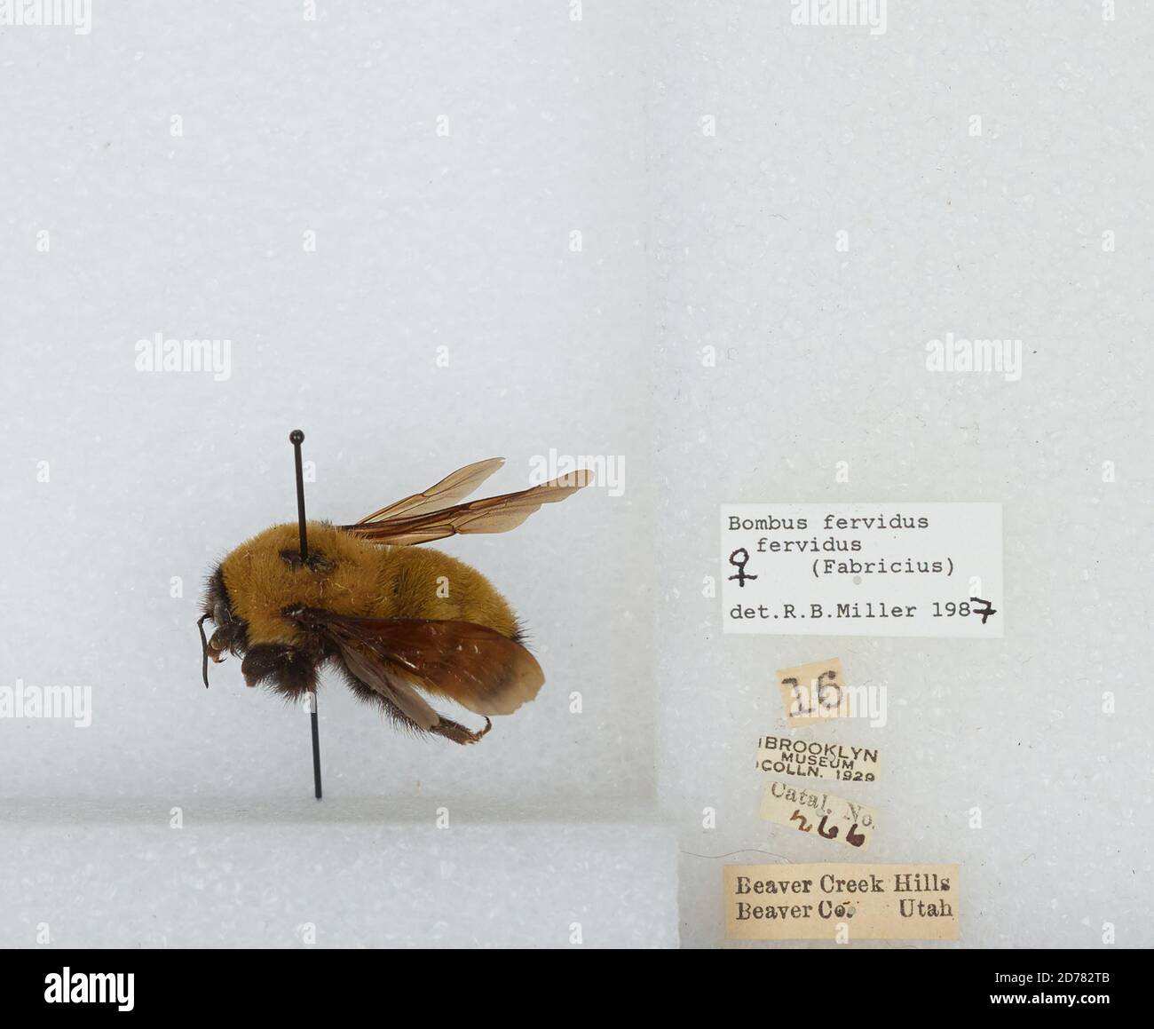 Beaver Creek Hills, Beaver, Utah, United States, Bombus (Fervidobombus ...