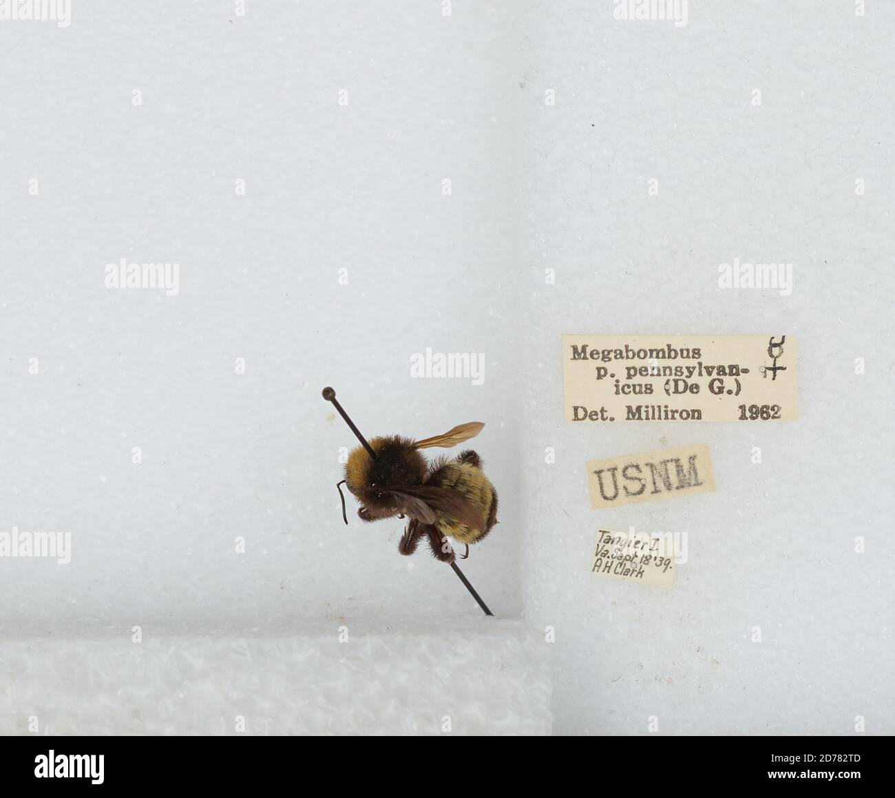 Tangier Island in Chesapeake Bay, Accomack, Virginia, United States ...