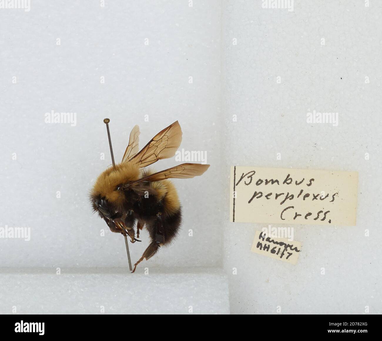 Hanover, Grafton, New Hampshire, United States, Bombus (Pyrobombus ...
