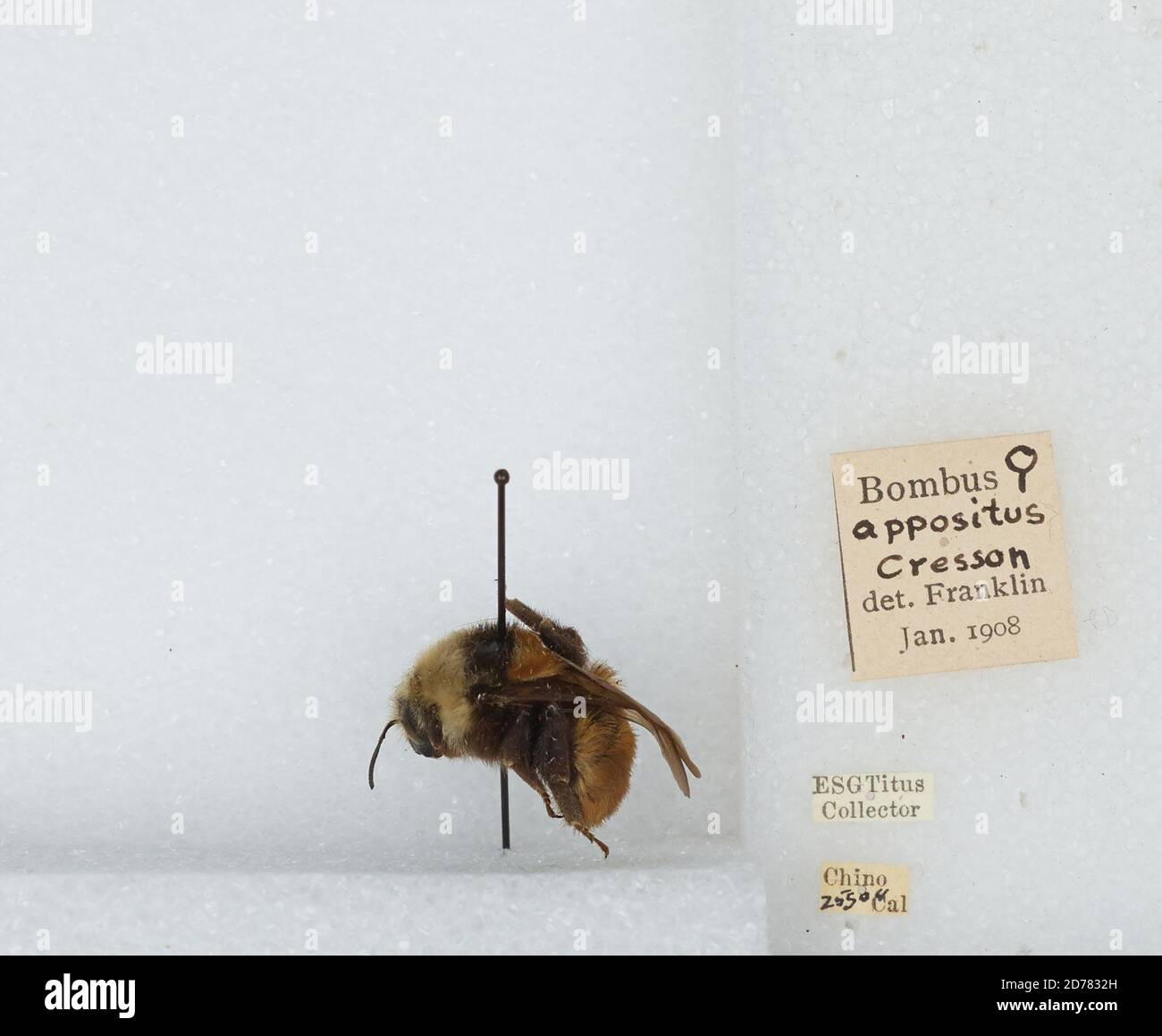 Chino, San Bernardino, California, United States, Bombus ...