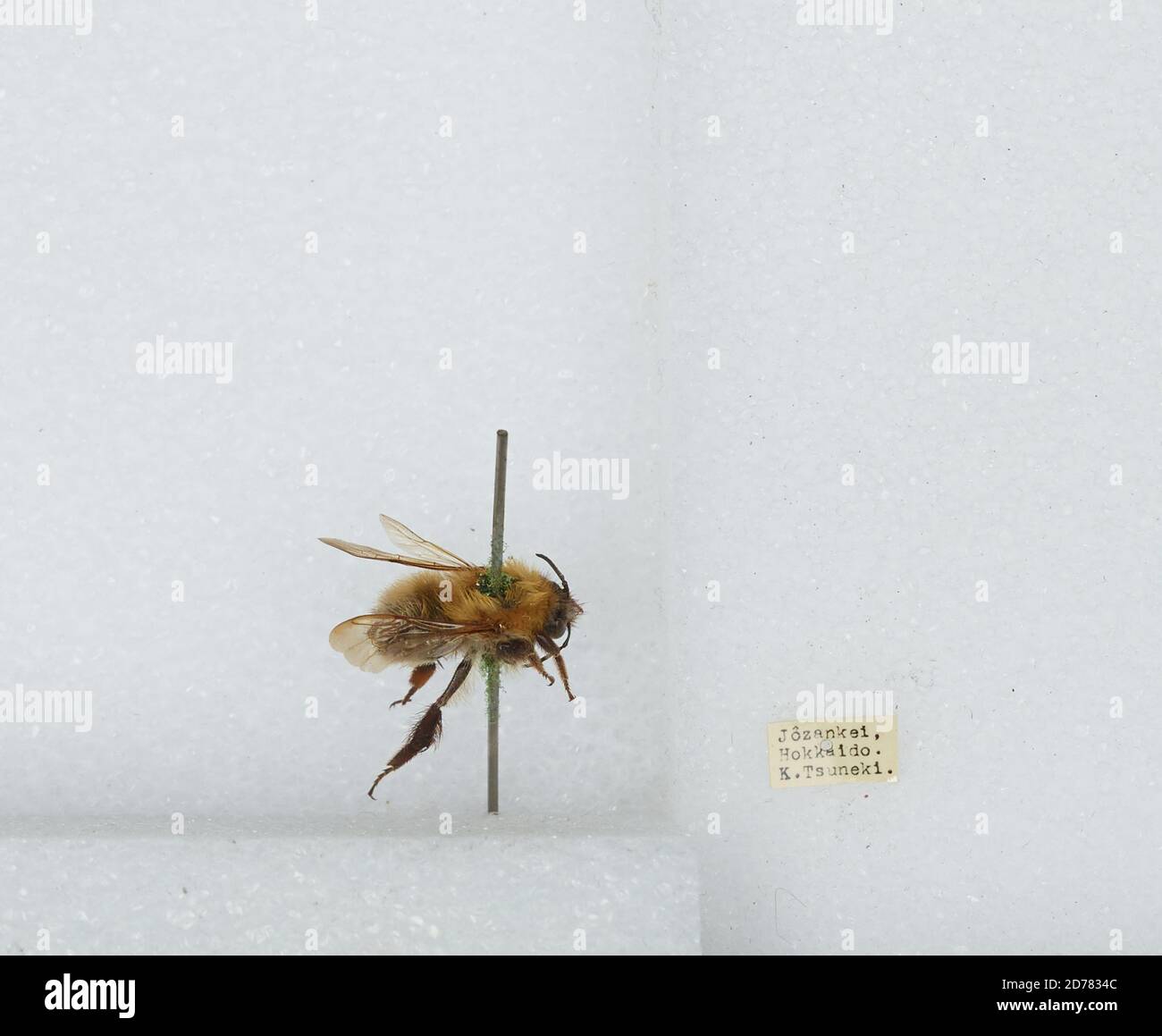 Jozankei, Hokkaido, Japan, Bombus (Diversobombus) diversus Smith, Animalia, Arthropoda, Insecta ...
