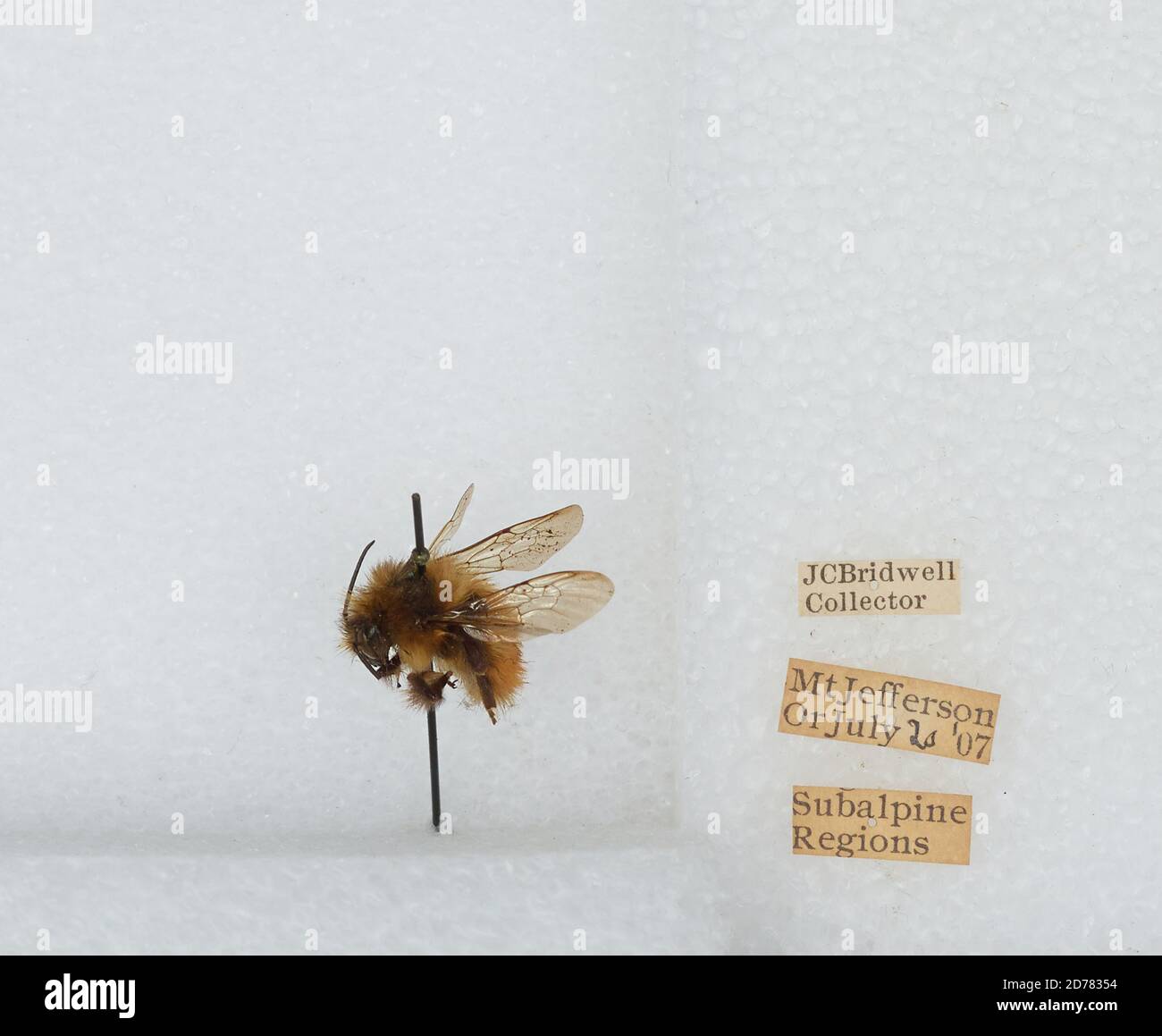 Mount Jefferson, Subalpine Regions, Linn, Oregon, United States, Bombus ...