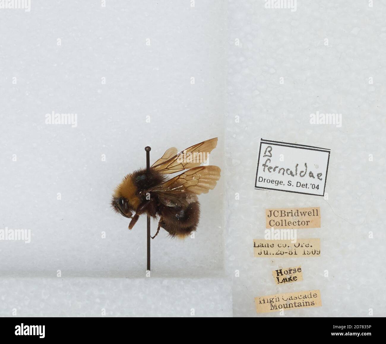Horse Lake, High Cascade Mountains, Lane, Oregon, United States, Bombus ...