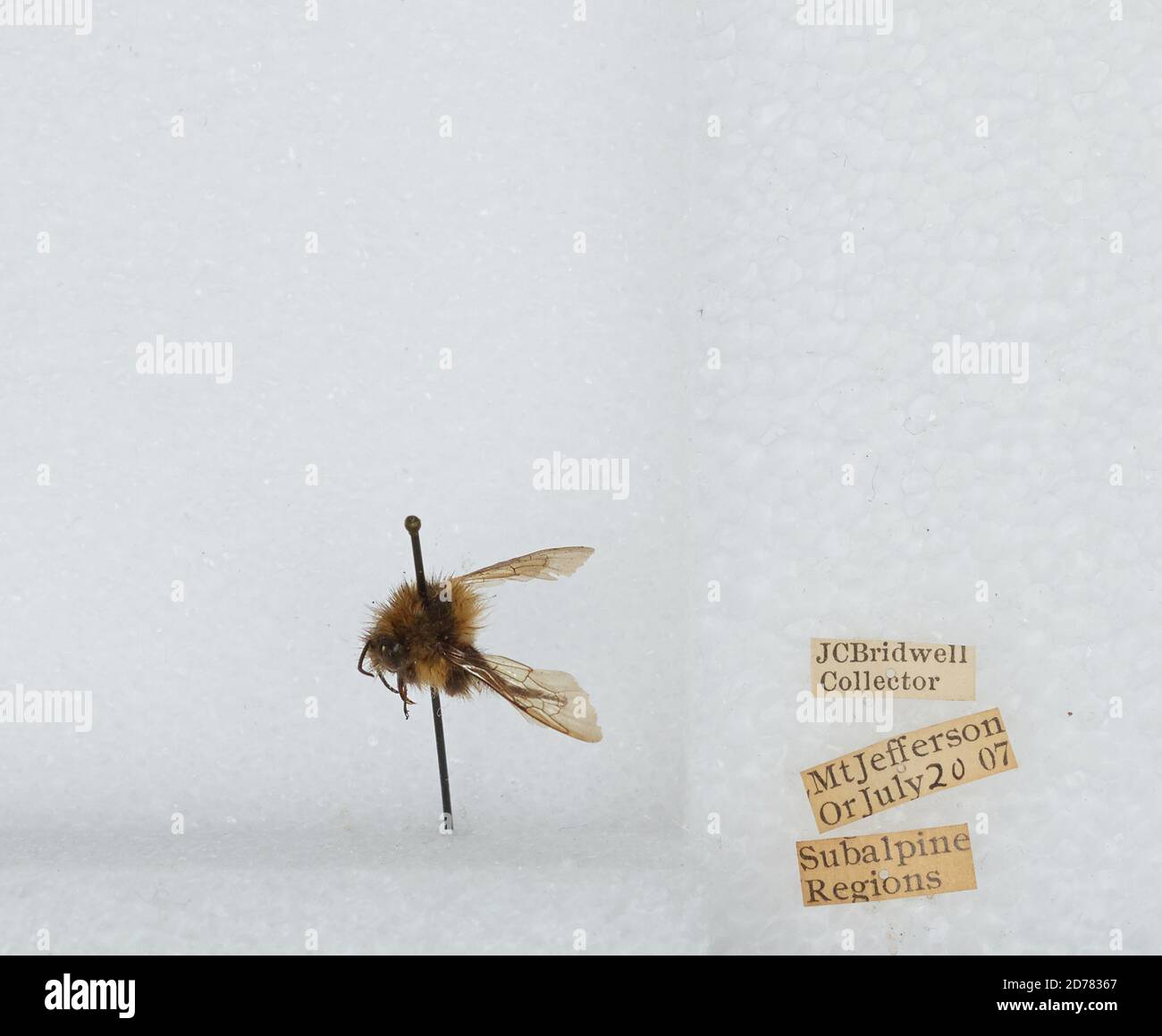 Mount Jefferson, Subalpine Regions, Linn, Oregon, United States, Bombus ...