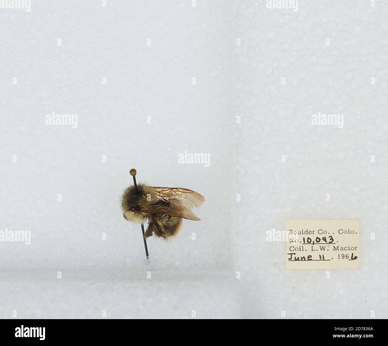 Boulder, Colorado, United States, Bombus (Pyrobombus) mixtus Cresson ...