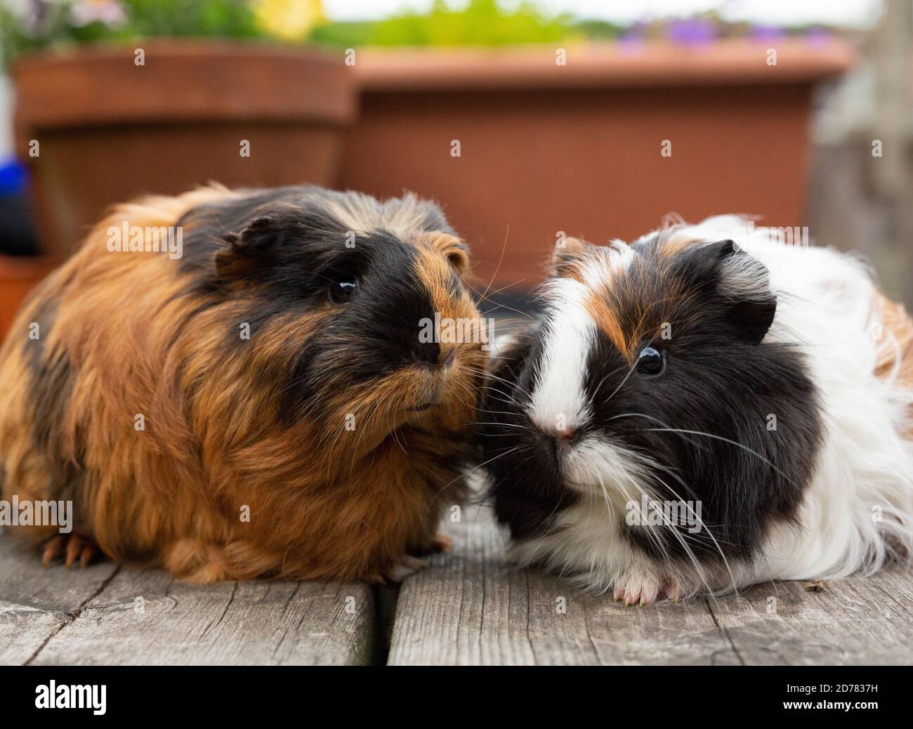 Pigs teeth hi-res stock photography and images - Alamy