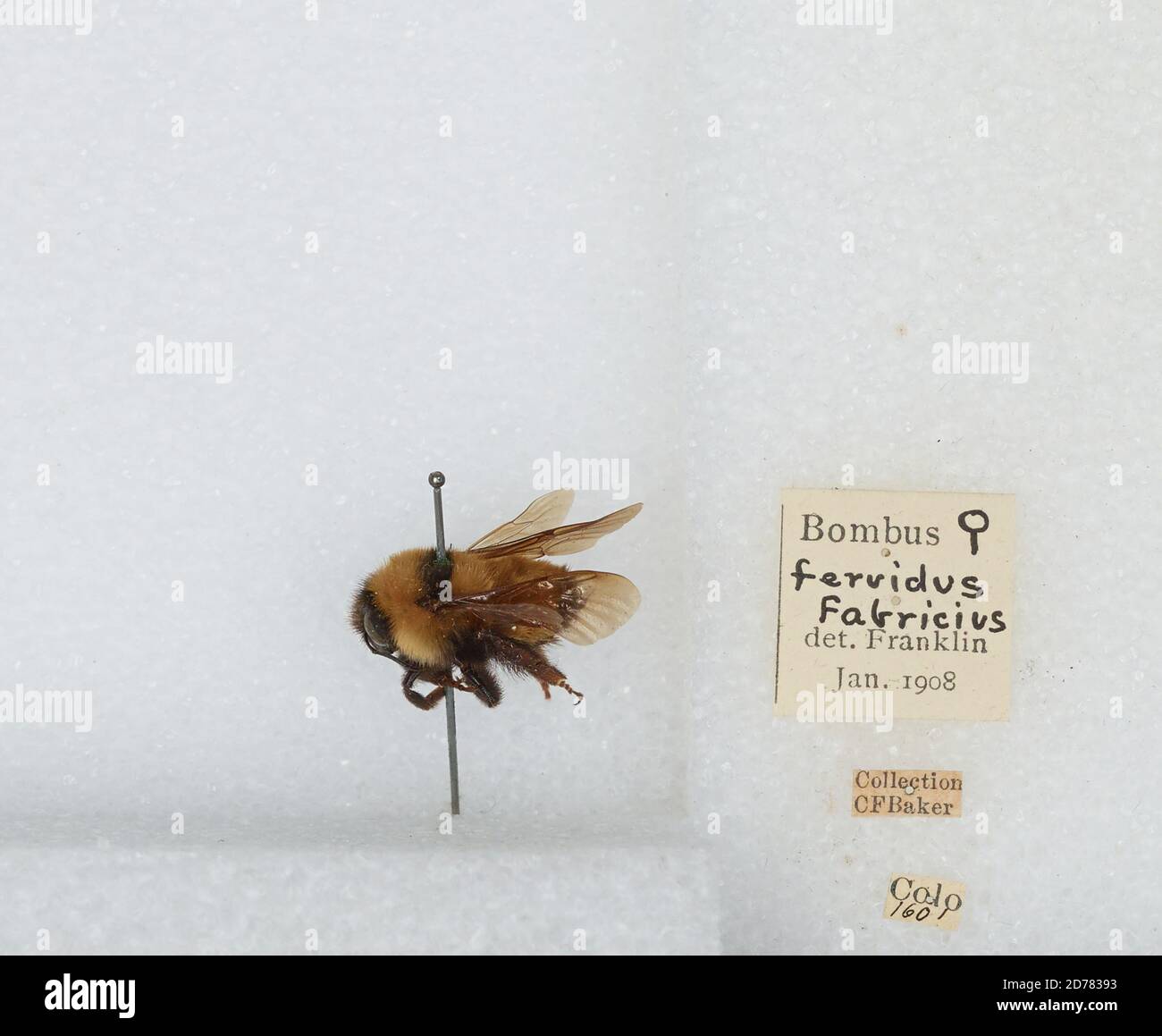 Colorado, United States, Bombus (Fervidobombus) fervidus fervidus ...